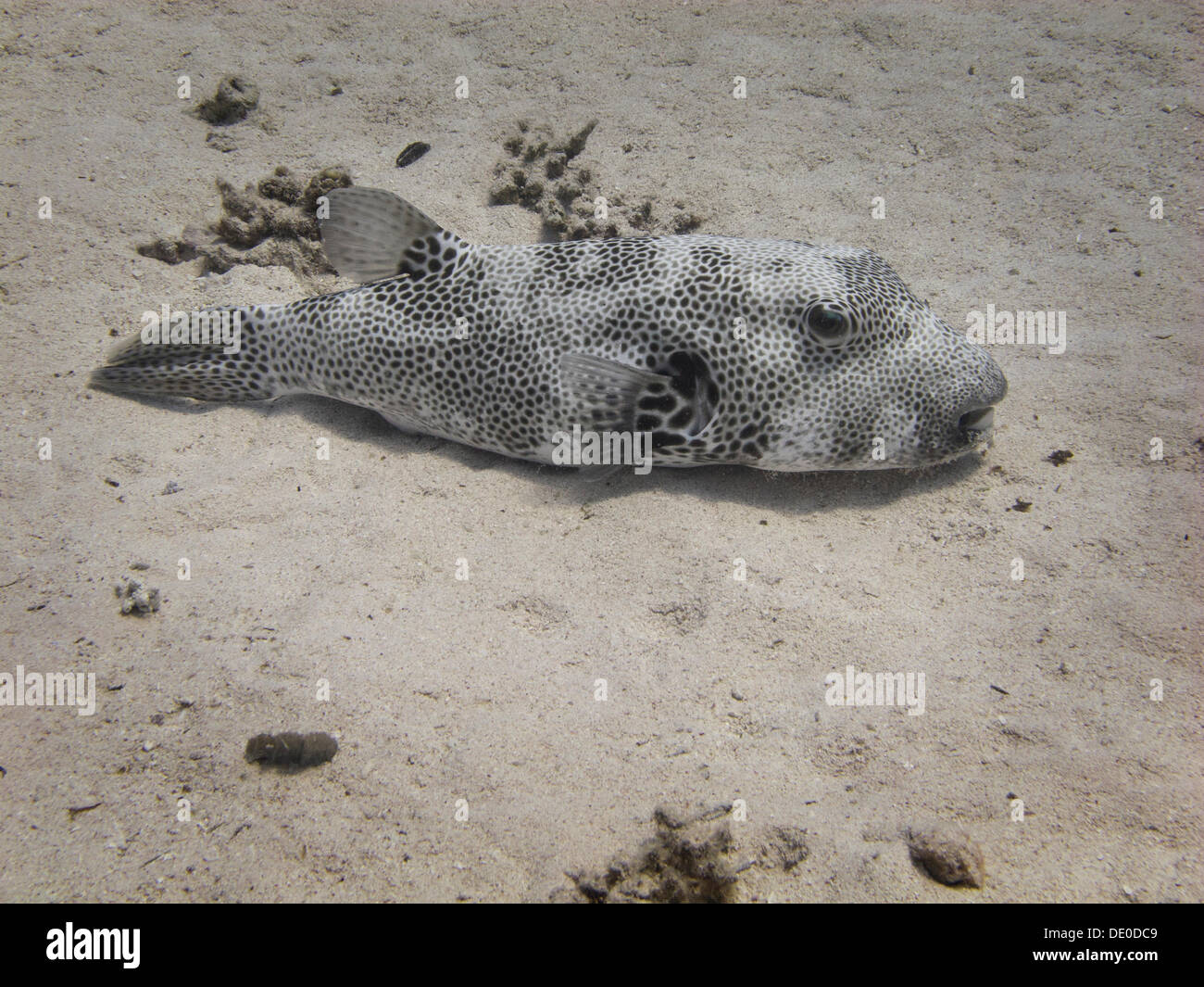 Plectognathi trunkfishes trunkfish unterwasserfotos rotes meer -Fotos ...