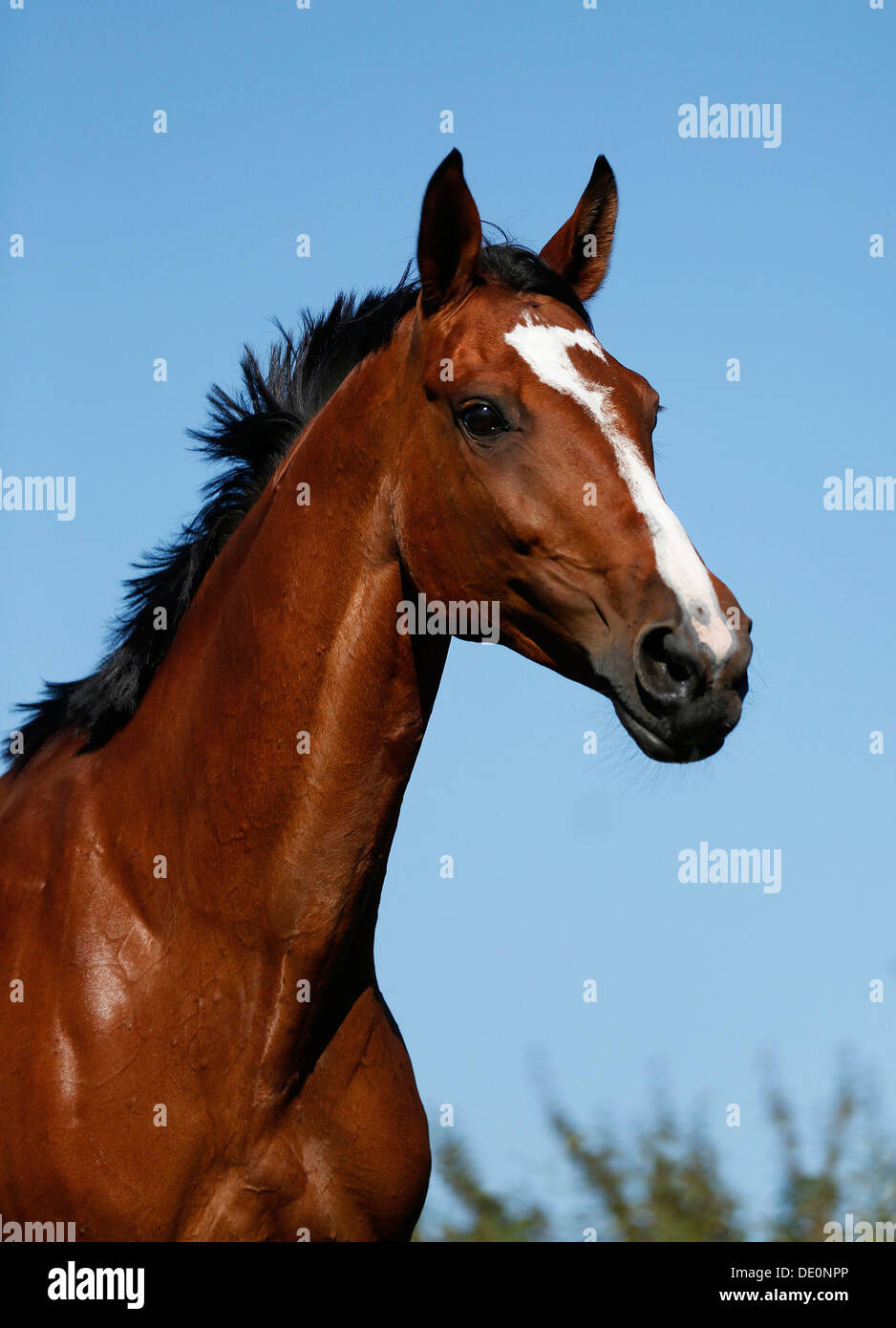 Stuten pferderassen Stockfotos und -bilder Kaufen - Alamy