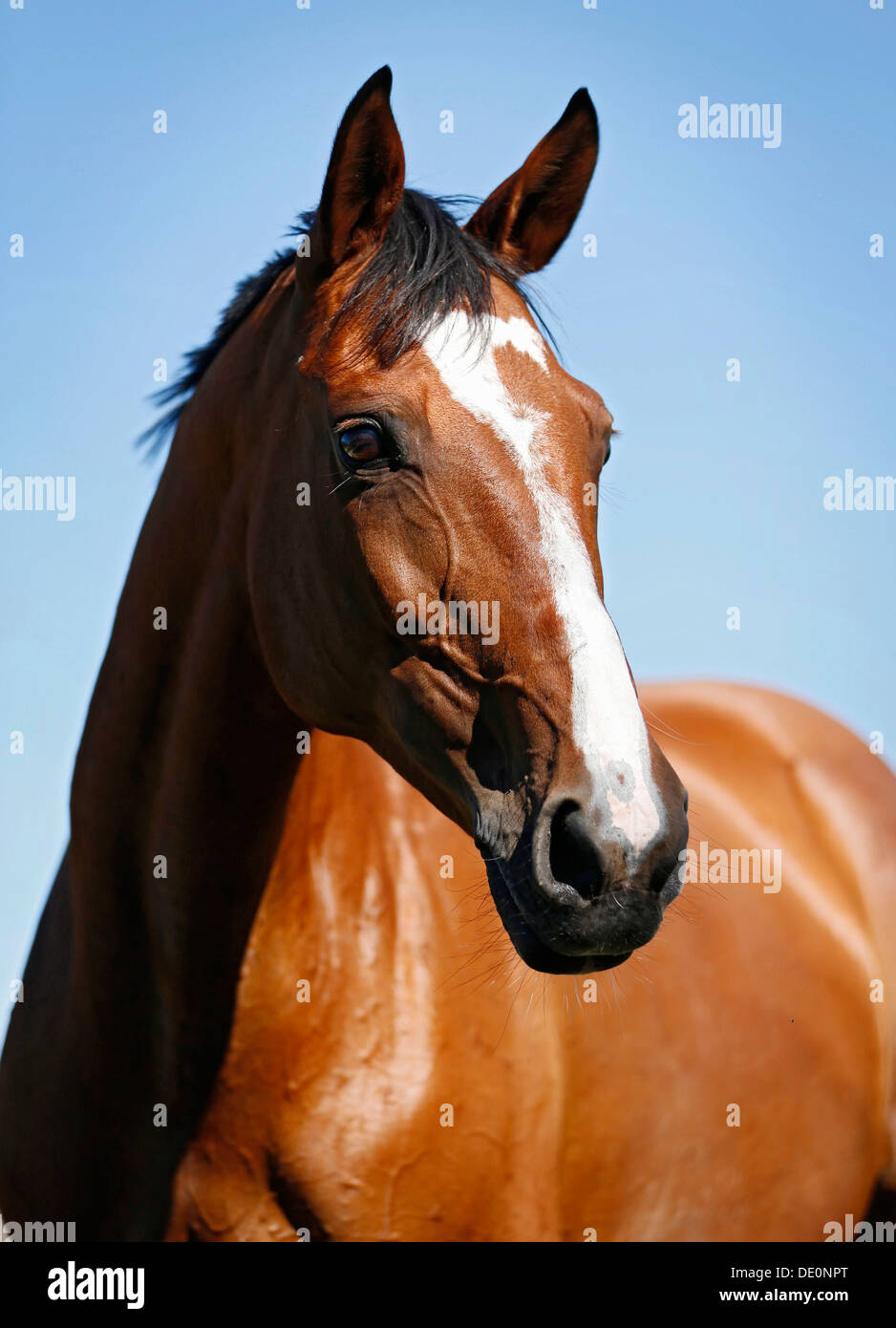 Bild des braunen pferdes -Fotos und -Bildmaterial in hoher Auflösung ...