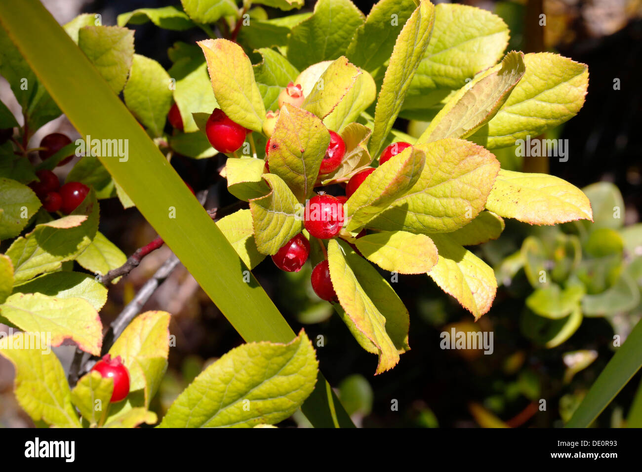 Ohelo Baum oder Ohelo Kau La'au (Vaccinium Calycinum), Big Island ...