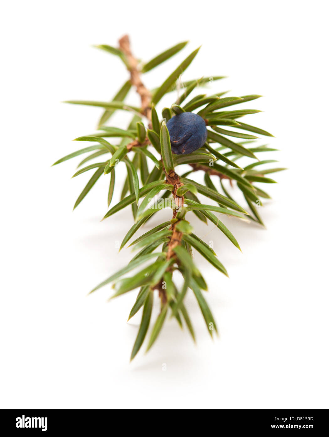 Gemeiner wacholder juniperus communis Ausgeschnittene Stockfotos und ...