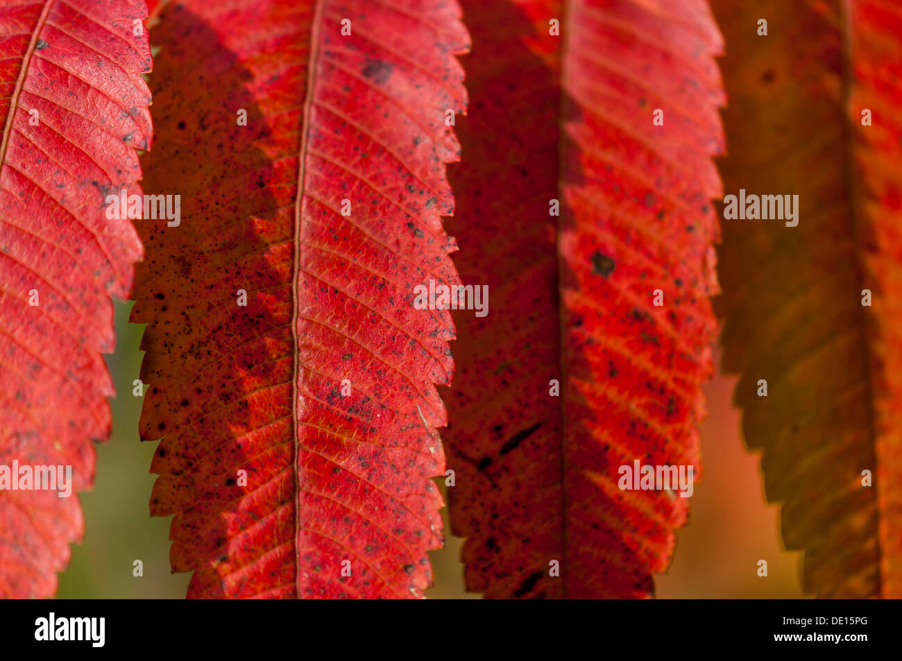 Rhus typhina staghorn sumac autumn -Fotos und -Bildmaterial in hoher ...