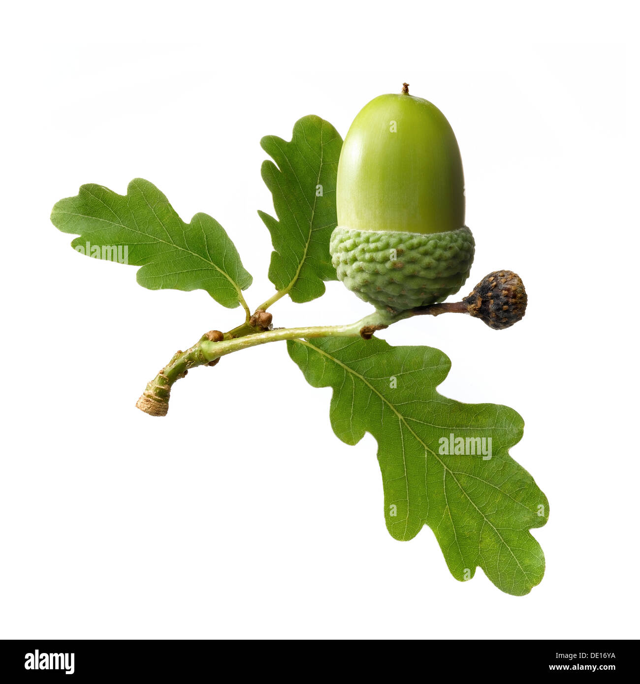 Quercus eiche robur hartholz Ausgeschnittene Stockfotos und -bilder - Alamy