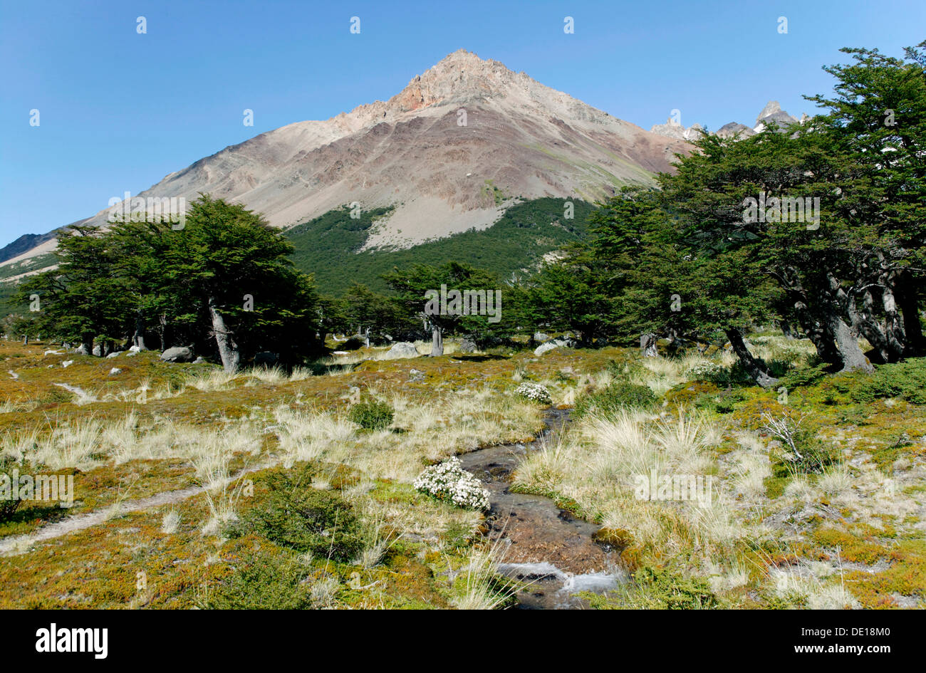 Wald von Coihue oder Coiguee Bäume (Nothofagus Dombeyi), Nationalpark ...