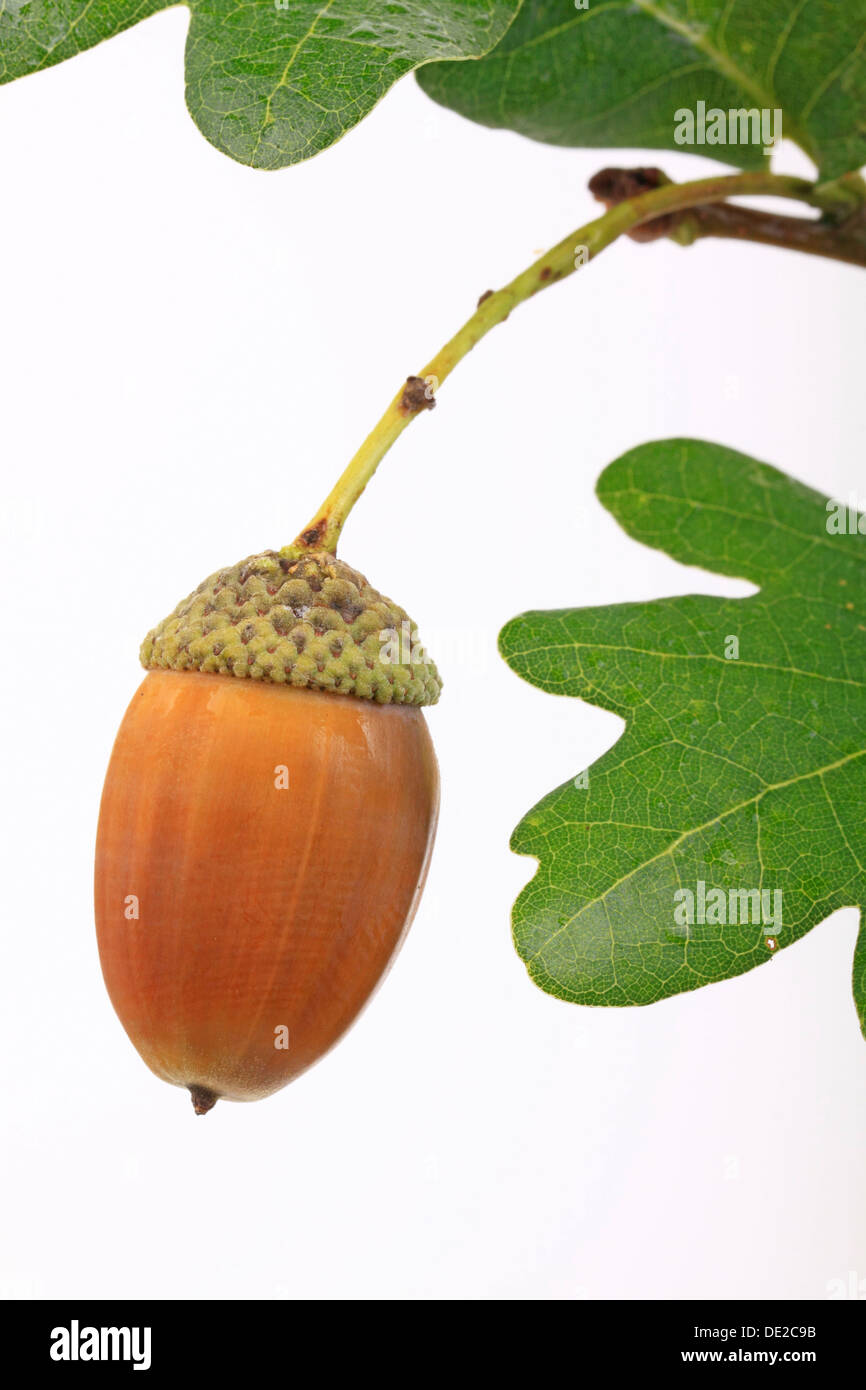 Eichel Eiche Stockfotos und -bilder Kaufen - Alamy