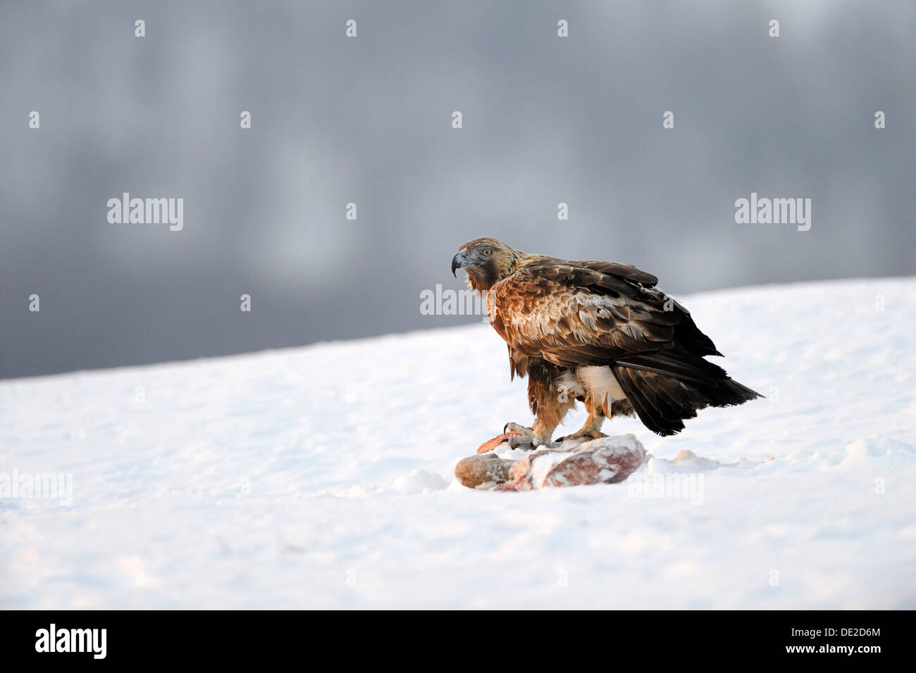 Sitzender adler -Fotos und -Bildmaterial in hoher Auflösung – Alamy