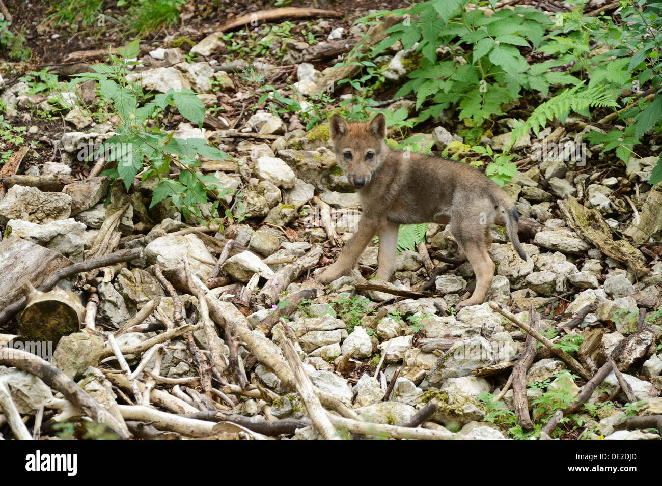 Wolf Mit Jungen Tieren Stockfotos und -bilder Kaufen - Alamy