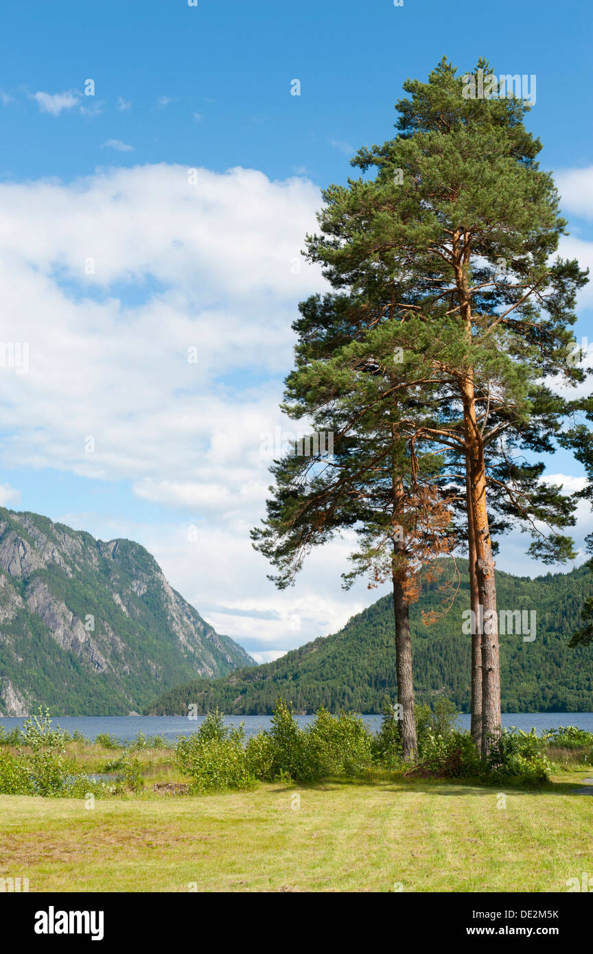 Alten Pinien und Kiefern (Pinus Sylvestris), See Bandak, Dalen ...