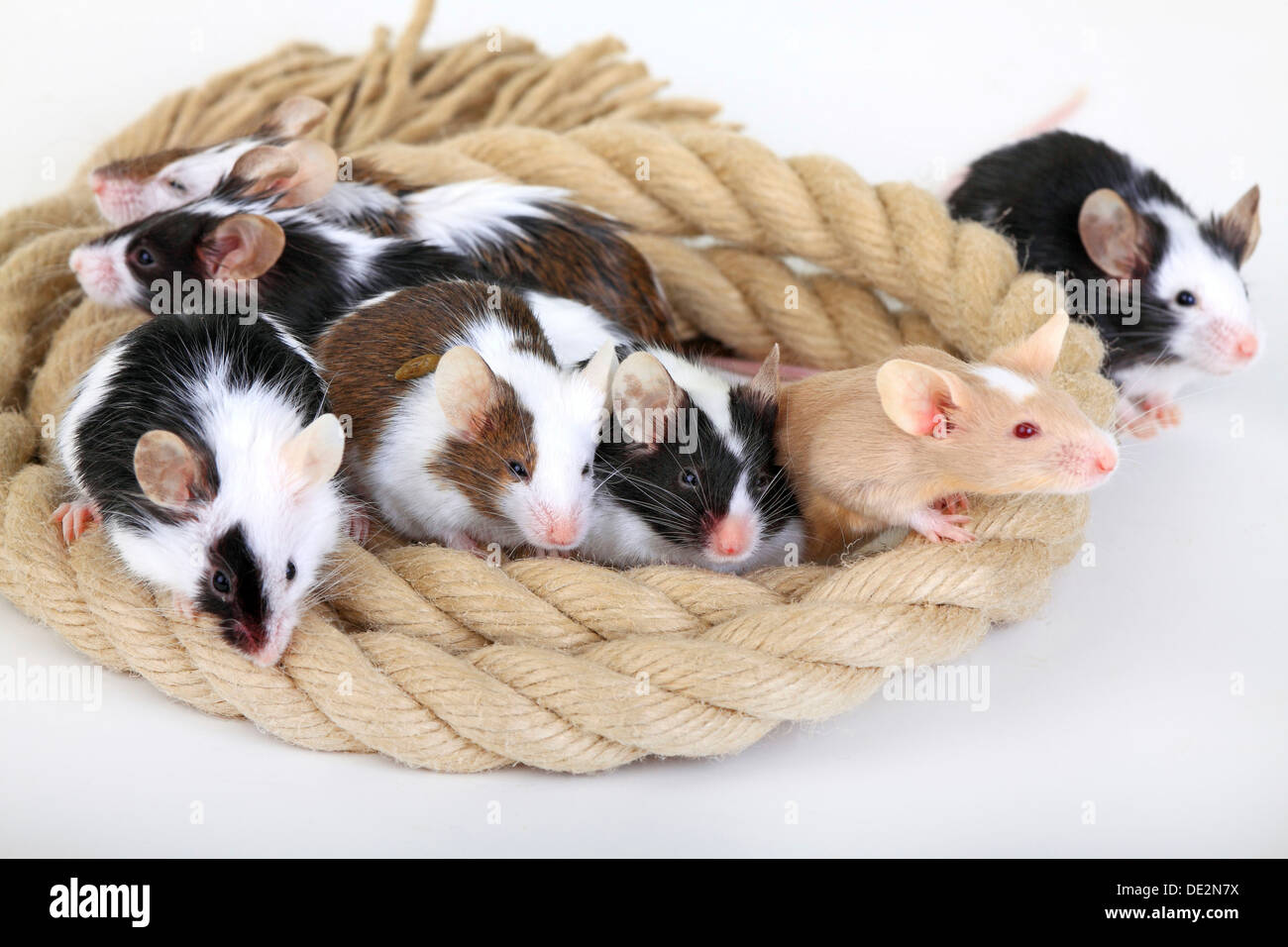 Verschiedene farbige Fancy Mäuse kuscheln zusammen, eine domestizierte ...