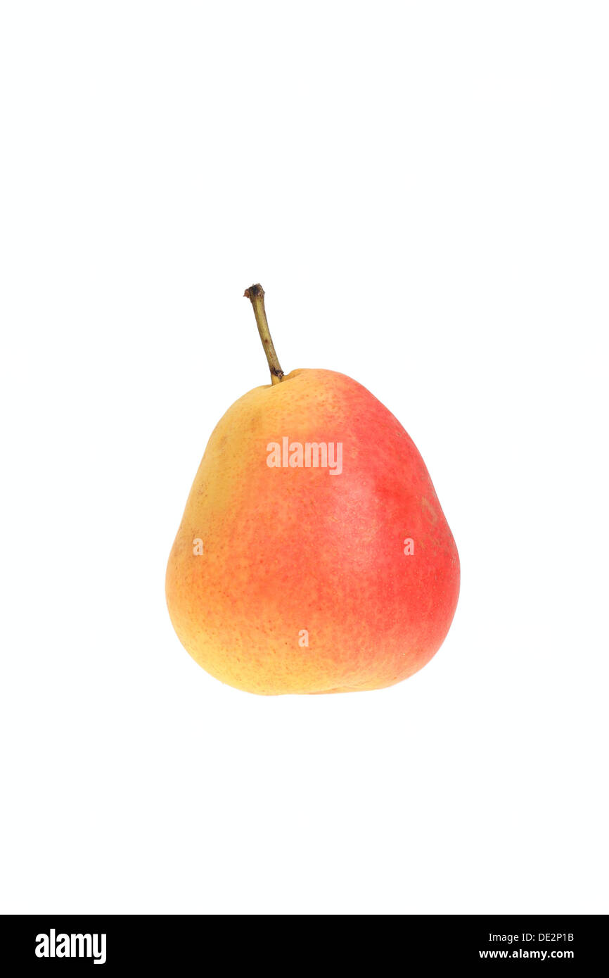 Nordhaeuser winterforelle -Fotos und -Bildmaterial in hoher Auflösung ...