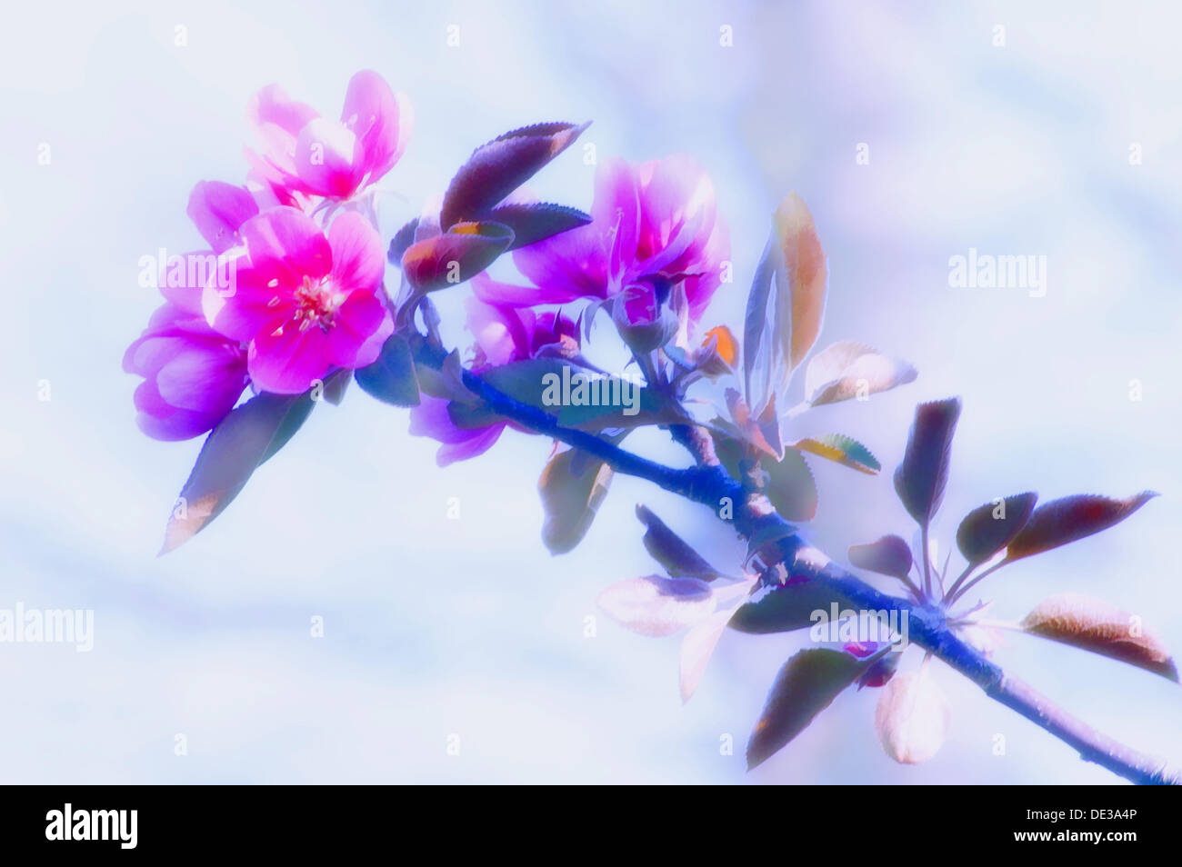 Pyrus Coronaria Stockfotos und -bilder Kaufen - Alamy