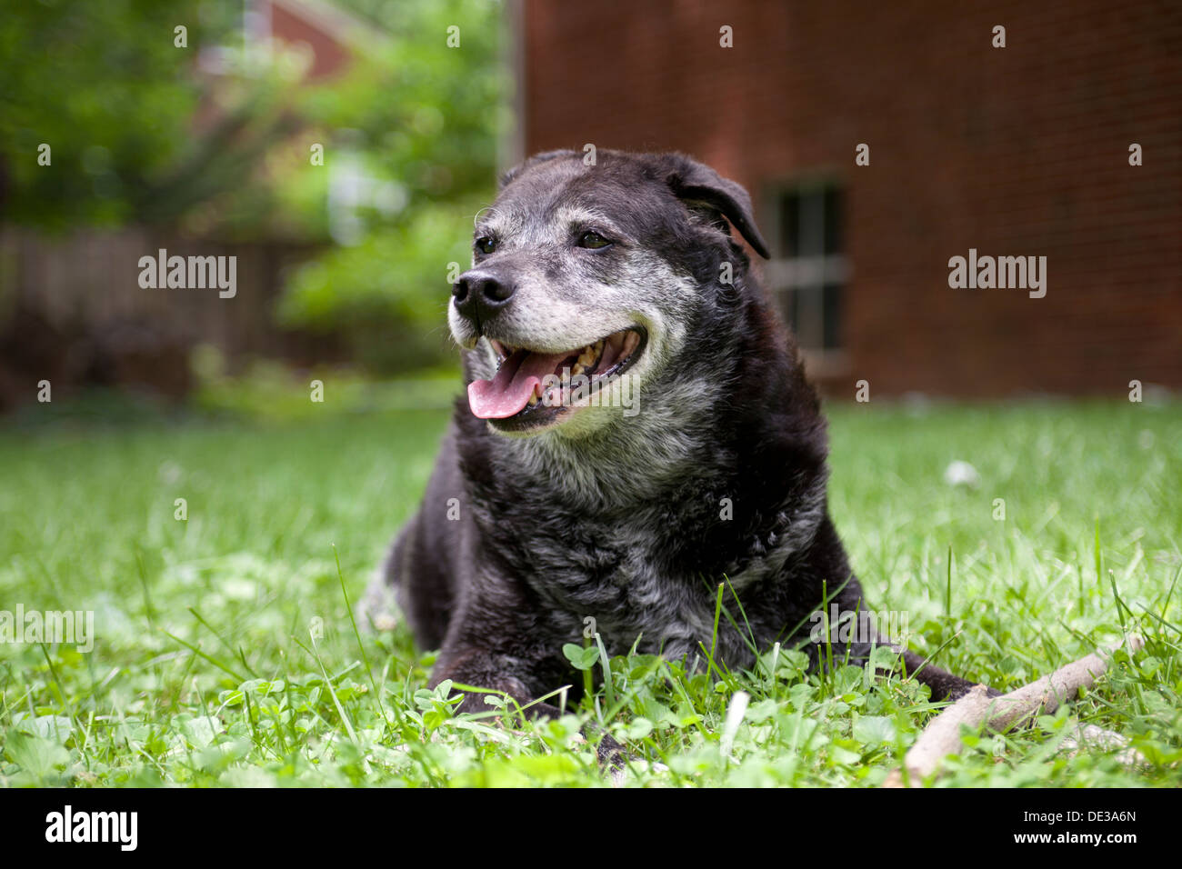 Alte schwarze Labrador Retriever mix Hund liegen auf dem Rasen ...