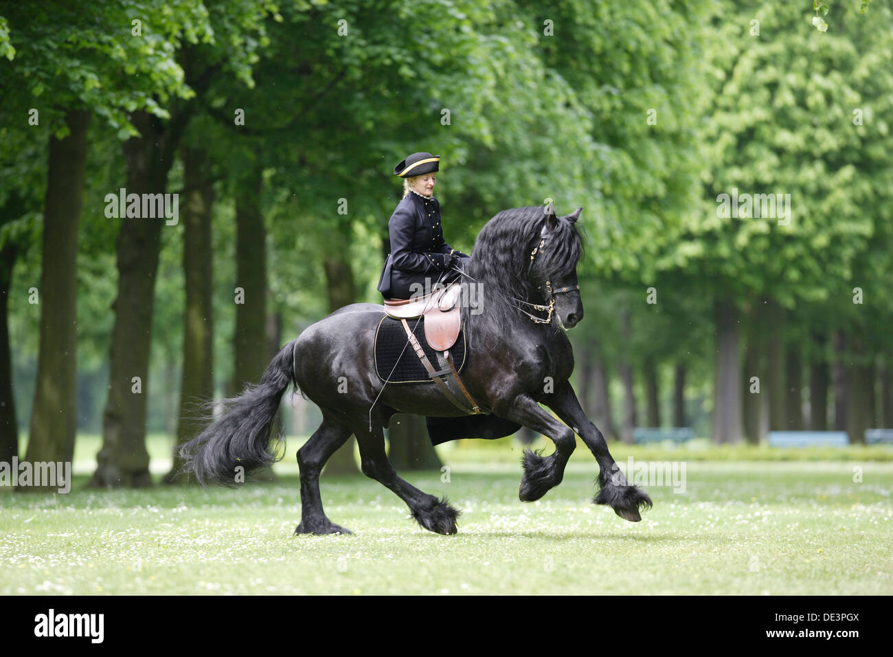 Woman riding friesian horse -Fotos und -Bildmaterial in hoher Auflösung – Alamy