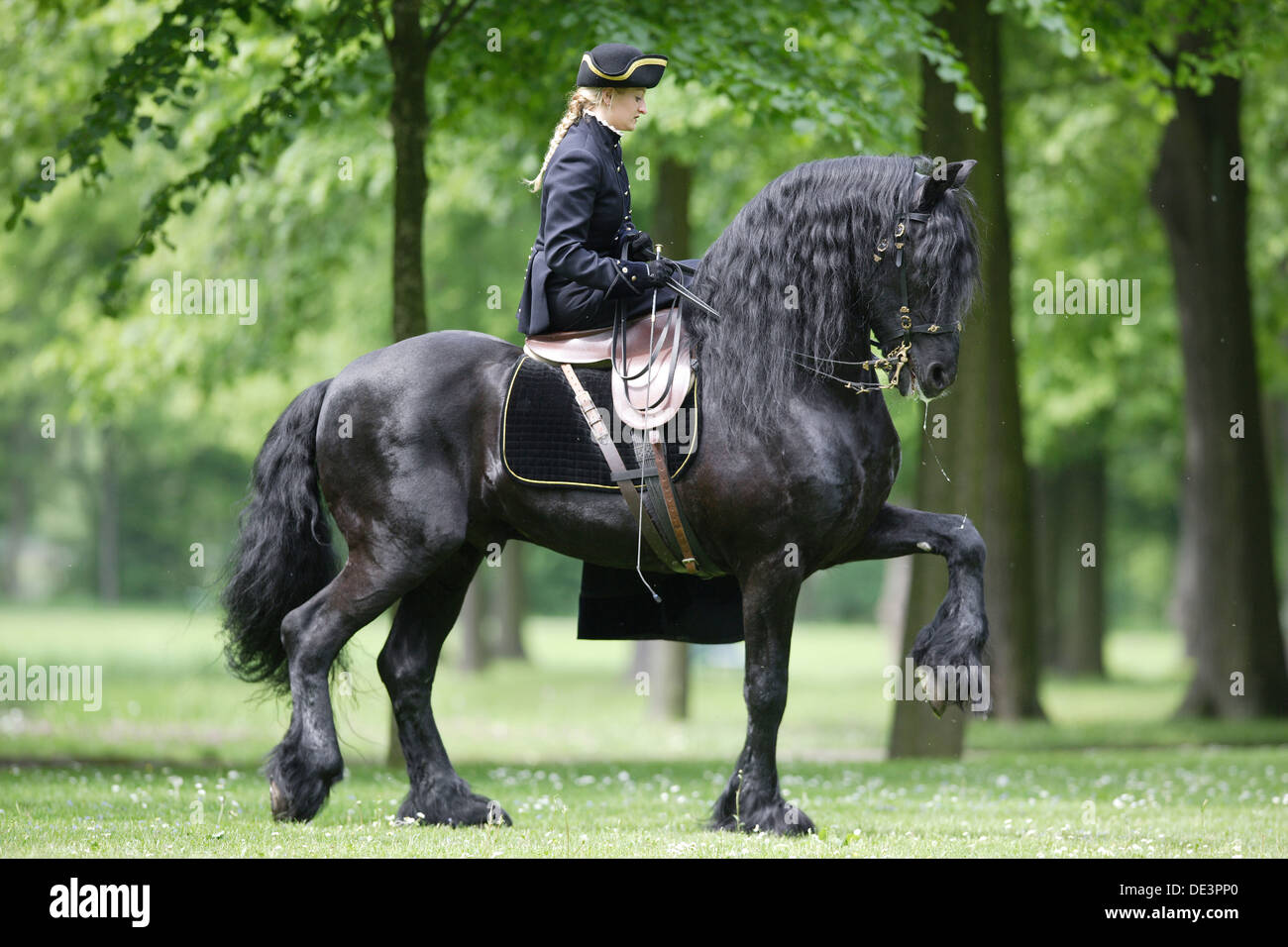 Friesen Pferd Schwarz Hengst Frau Reiter Sidesaddle Trab park ...