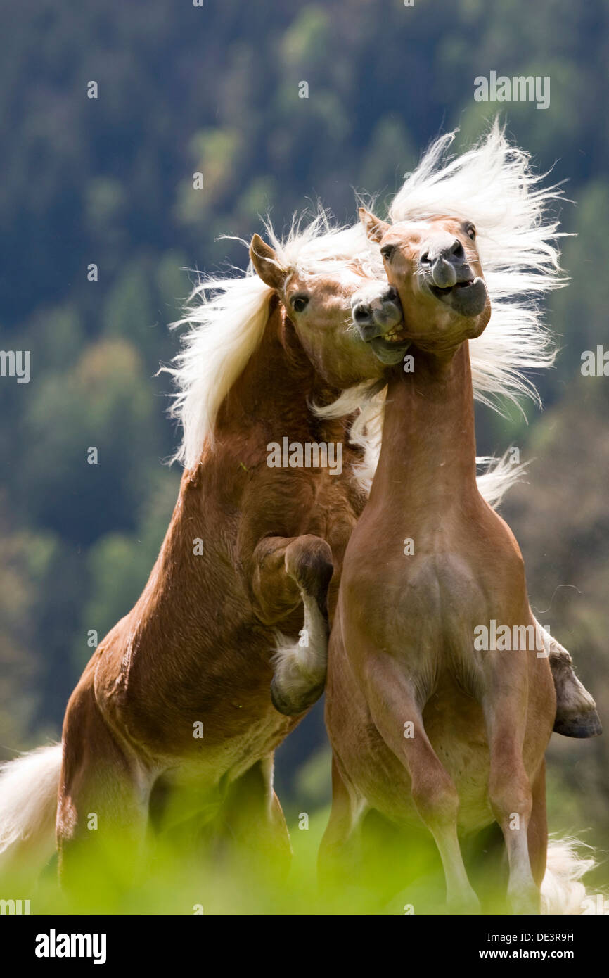 Haflinger Pferd zwei Junghengste Fightinga Weide Stockfotografie - Alamy
