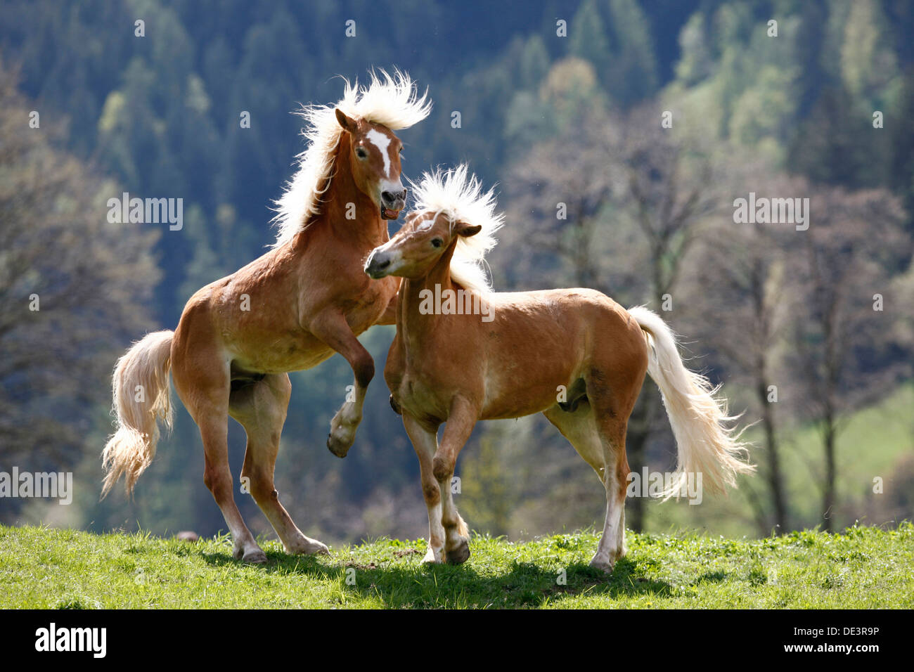Haflinger Horse Rearing Stockfotos & Haflinger Horse Rearing Bilder - Alamy