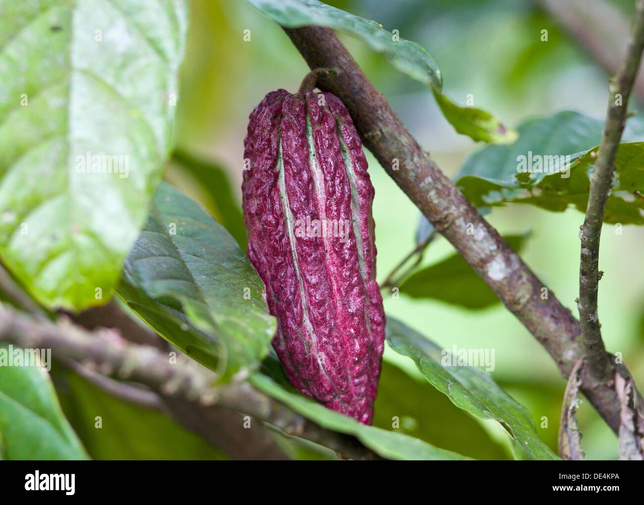 Kakaoschote schokolade -Fotos und -Bildmaterial in hoher Auflösung – Alamy