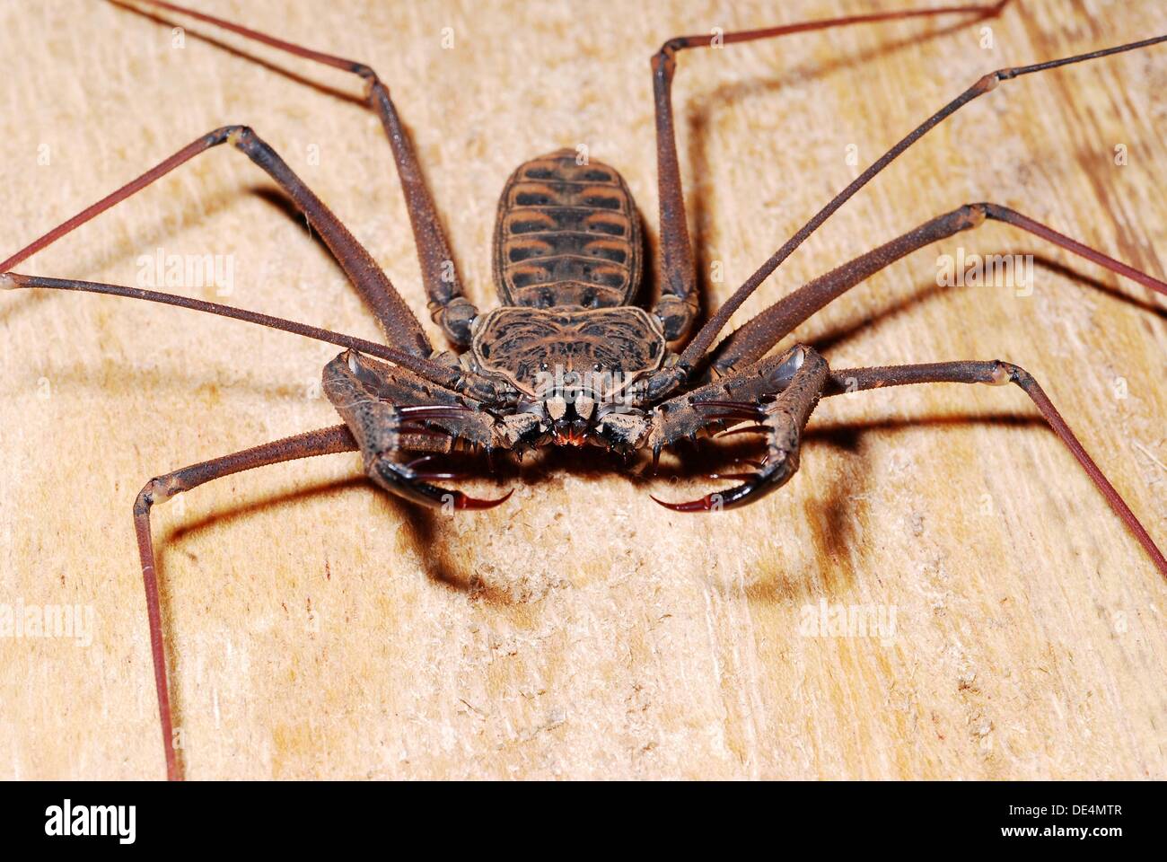 Whip Spider, Heterophrynus sp, Arachniden, Amblypygi, Charinidae, Acre ...