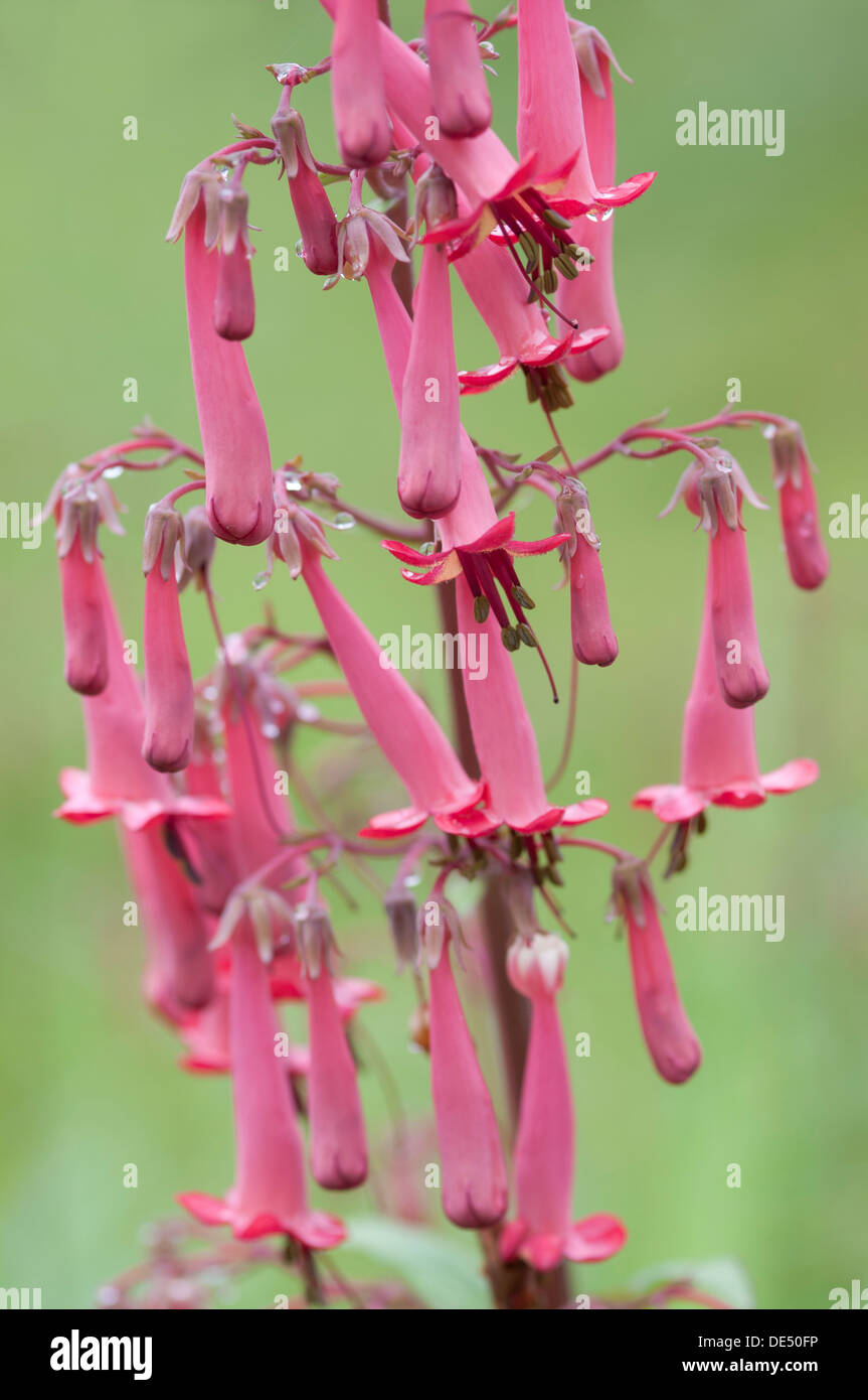 Phygelius x rectus -Fotos und -Bildmaterial in hoher Auflösung – Alamy