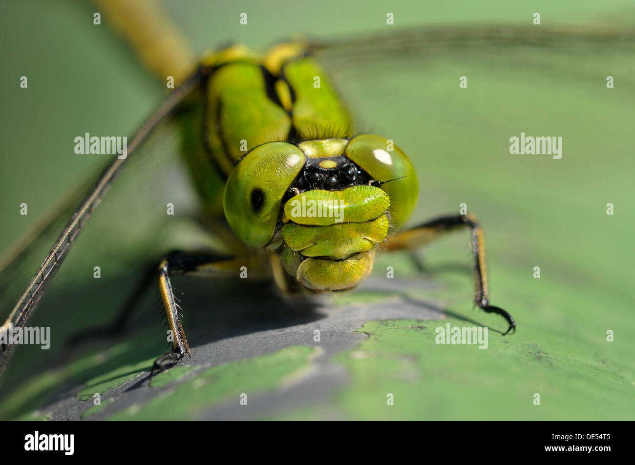Green snaketail -Fotos und -Bildmaterial in hoher Auflösung – Alamy