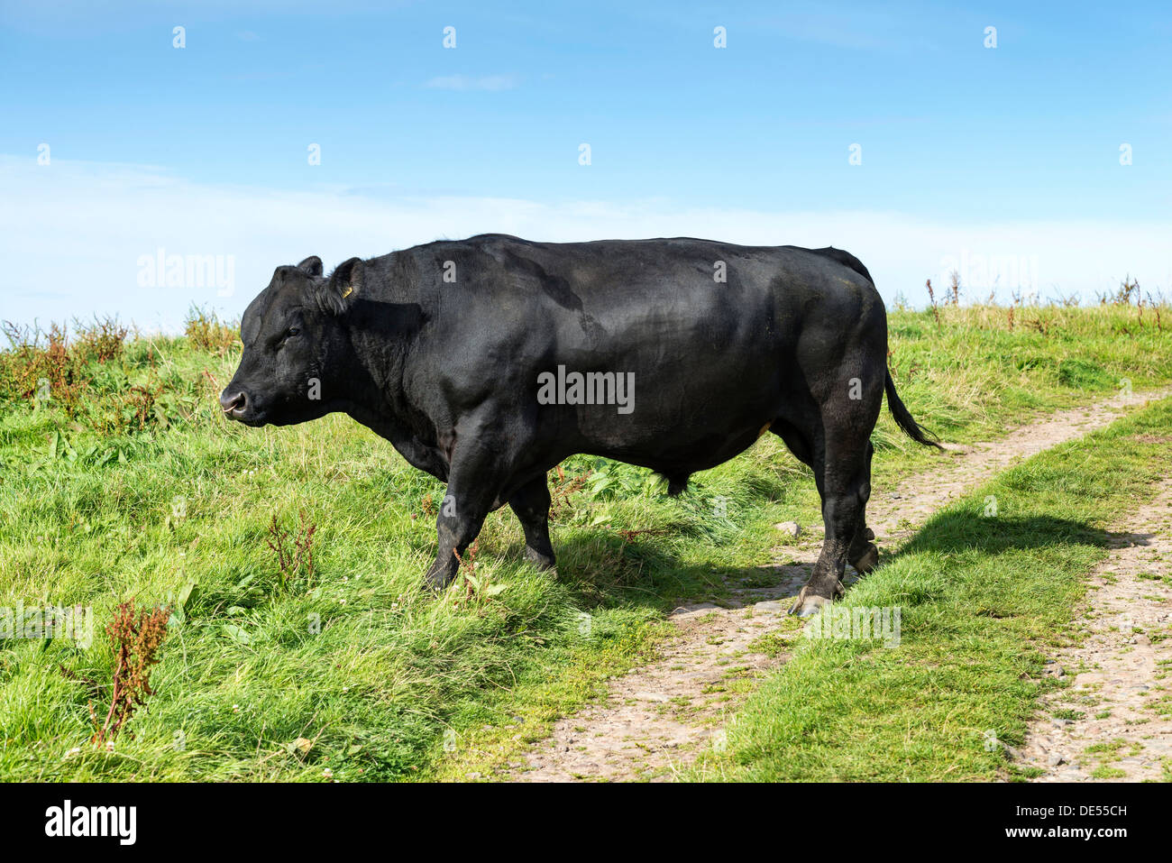 Aberdeen Angus-Stier auf der Weide auf den Norden Schottlands ...