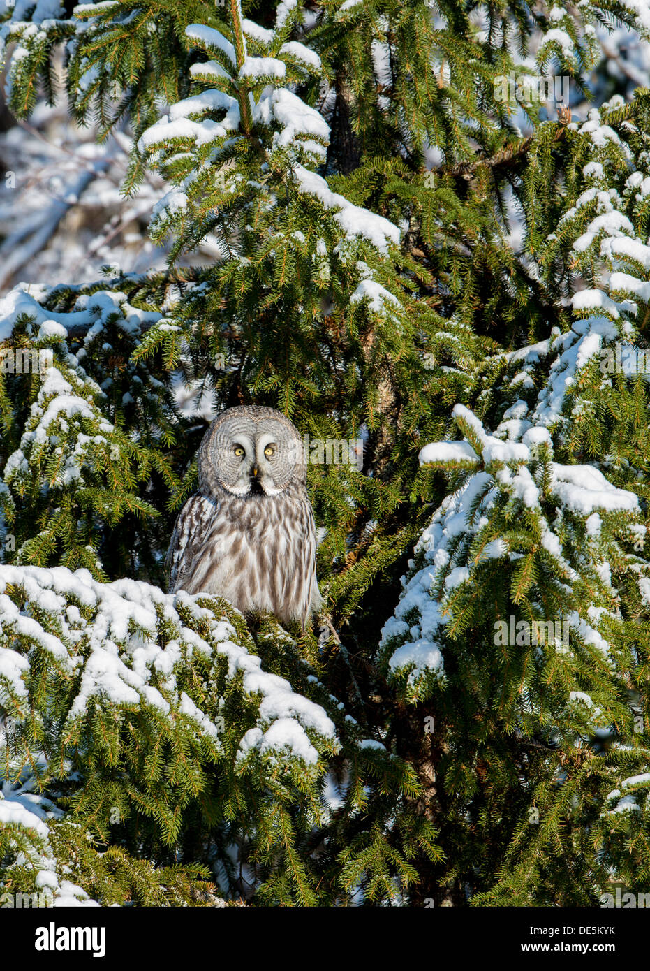 Tolle graue eulen -Fotos und -Bildmaterial in hoher Auflösung – Alamy