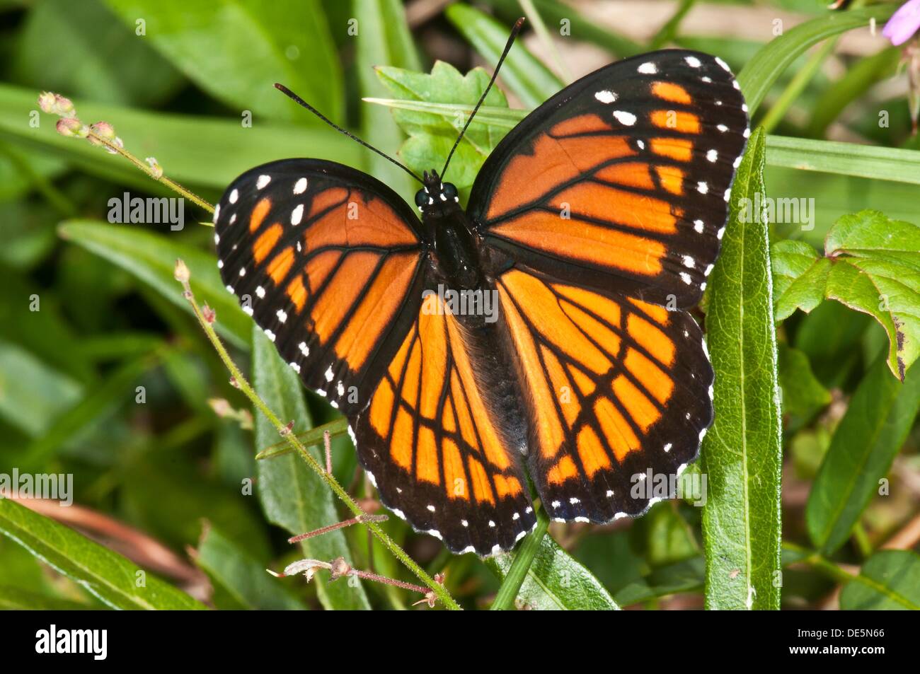 Basilarchia archippus -Fotos und -Bildmaterial in hoher Auflösung – Alamy