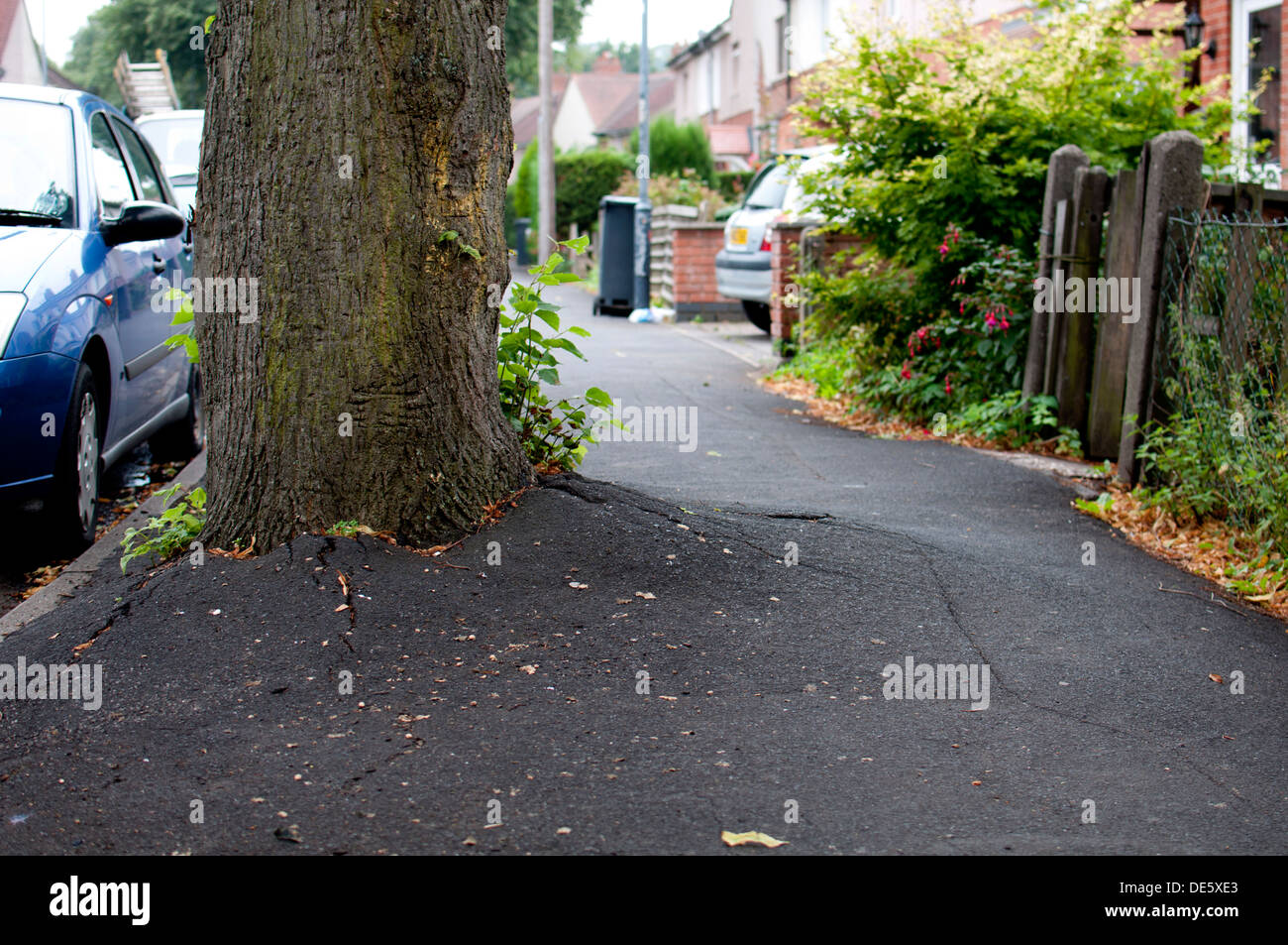 Tree roots pavement -Fotos und -Bildmaterial in hoher Auflösung – Alamy