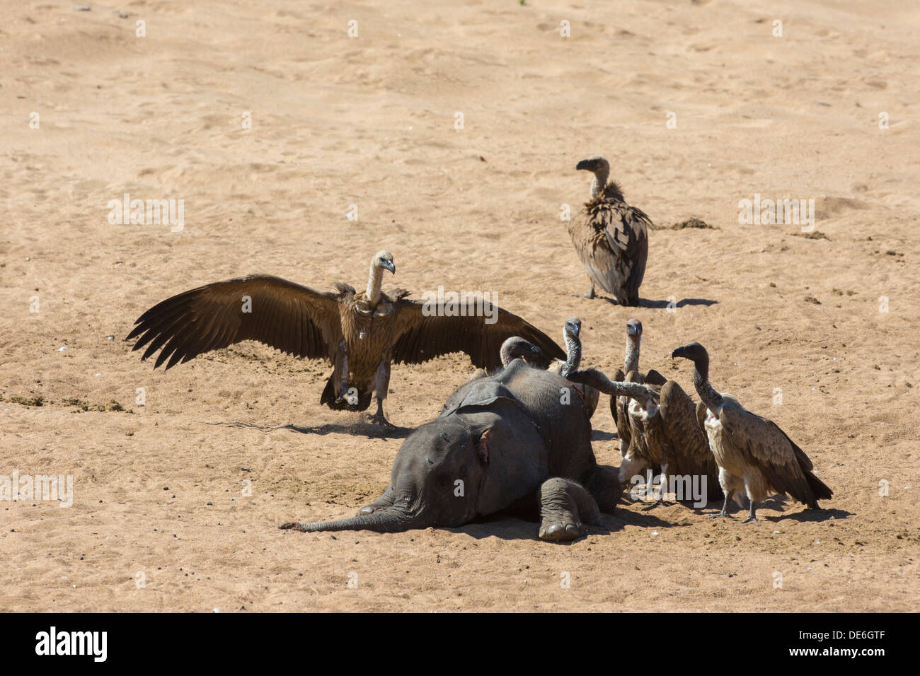 Tod von geiern -Fotos und -Bildmaterial in hoher Auflösung – Alamy