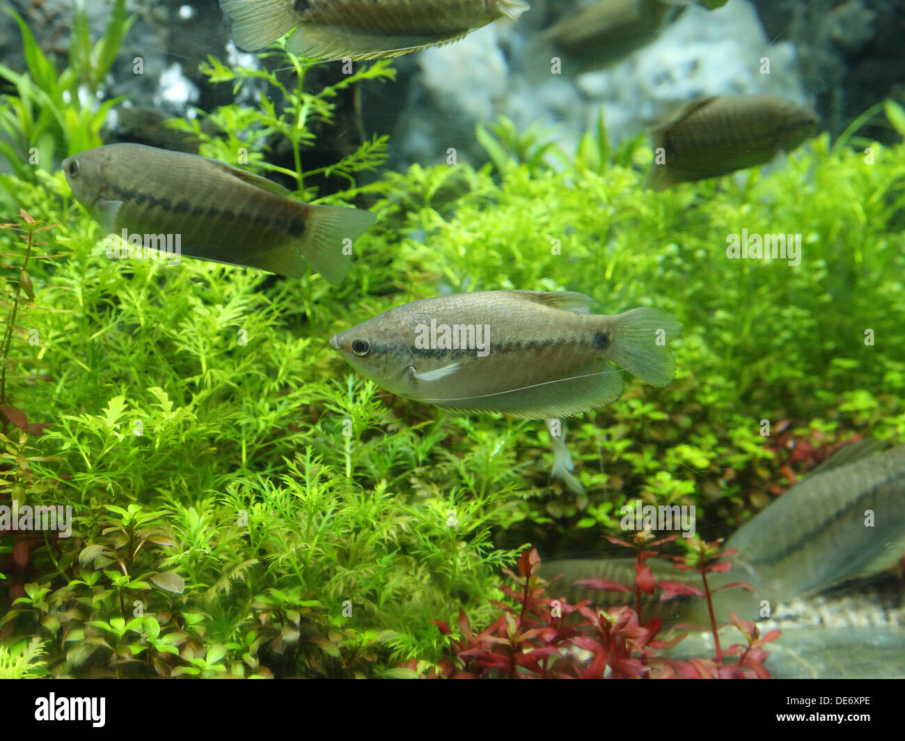 Trichogaster pectoralis -Fotos und -Bildmaterial in hoher Auflösung – Alamy