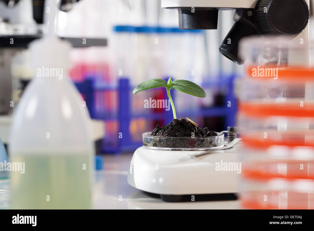 Biologische studie -Fotos und -Bildmaterial in hoher Auflösung – Alamy