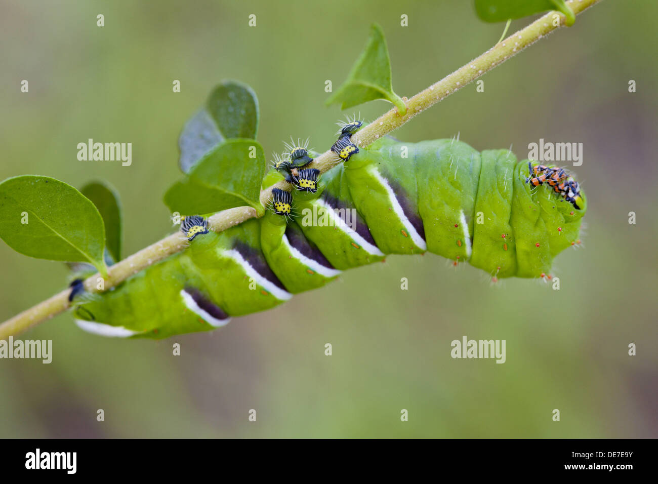 Rothschildia moth -Fotos und -Bildmaterial in hoher Auflösung – Alamy