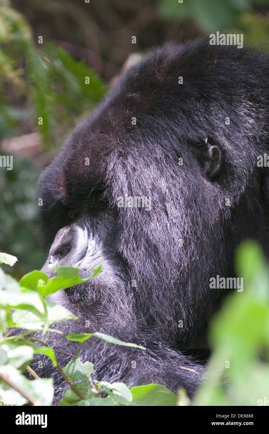 Silverback Gorilla Profil alpha männliche Virunga vulkanischen ...