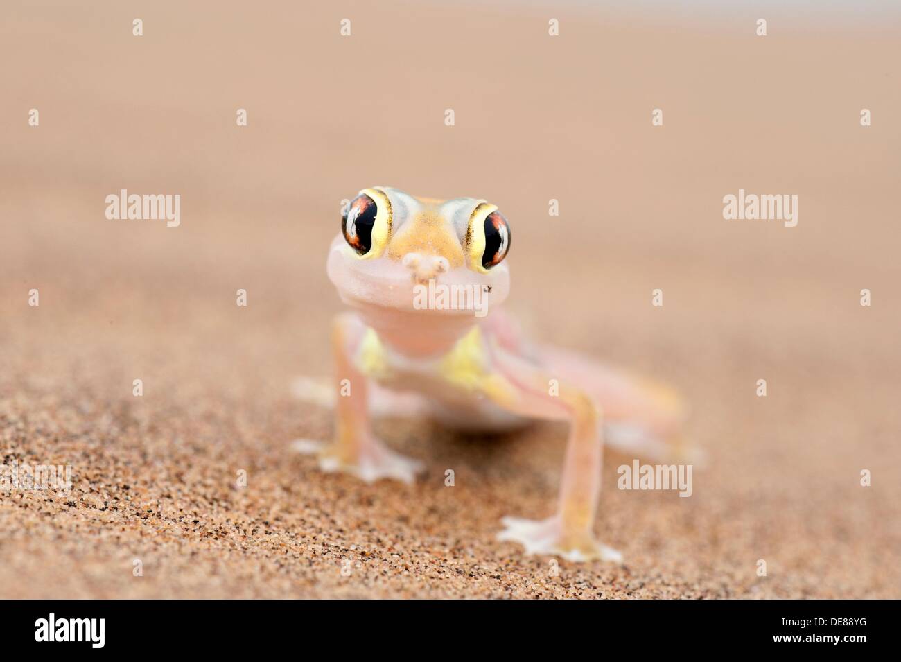 Dune gecko -Fotos und -Bildmaterial in hoher Auflösung – Alamy