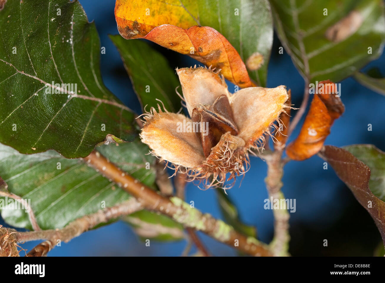 Buchecker -Fotos und -Bildmaterial in hoher Auflösung – Alamy