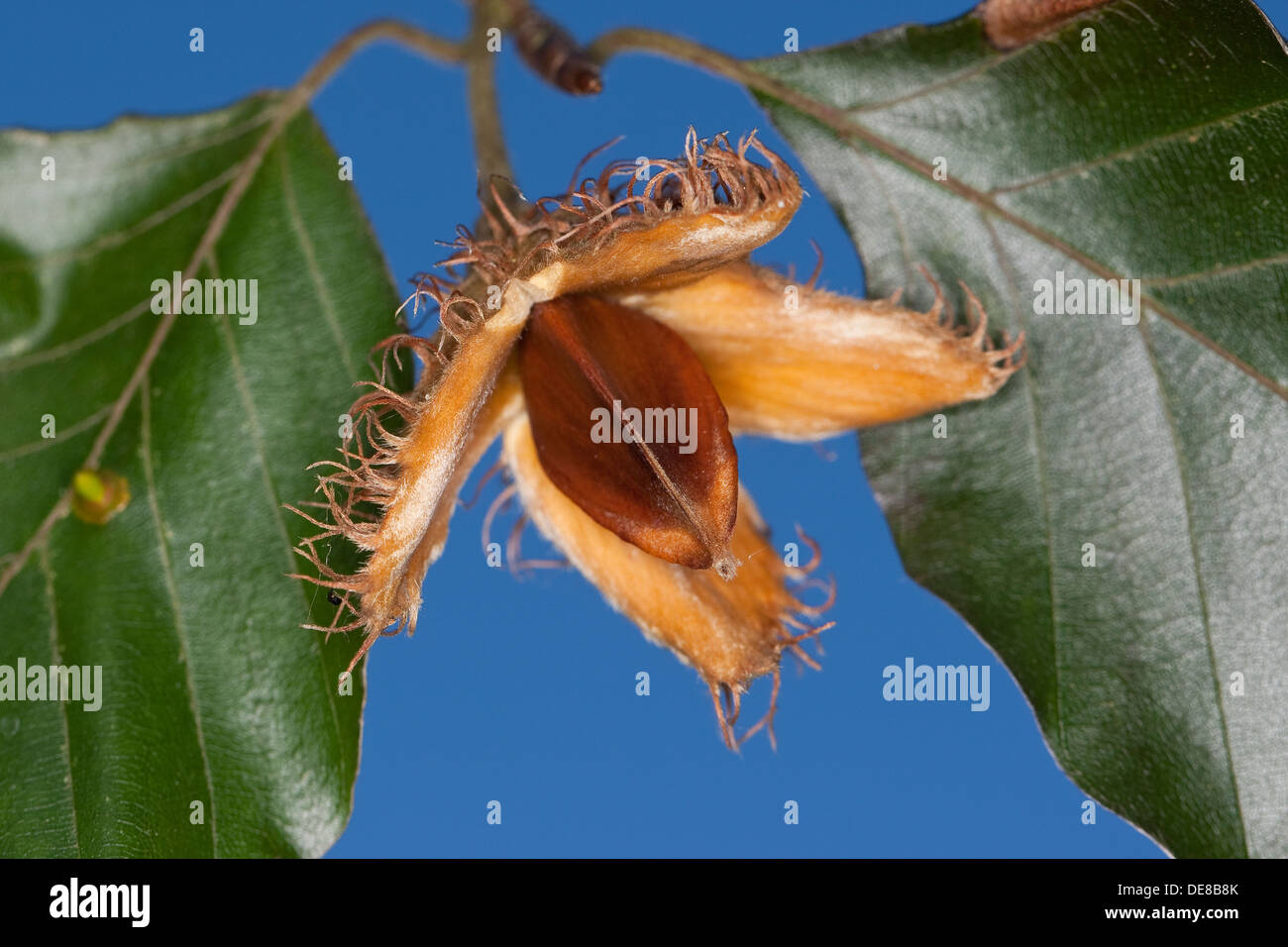 Buchecker -Fotos und -Bildmaterial in hoher Auflösung – Alamy