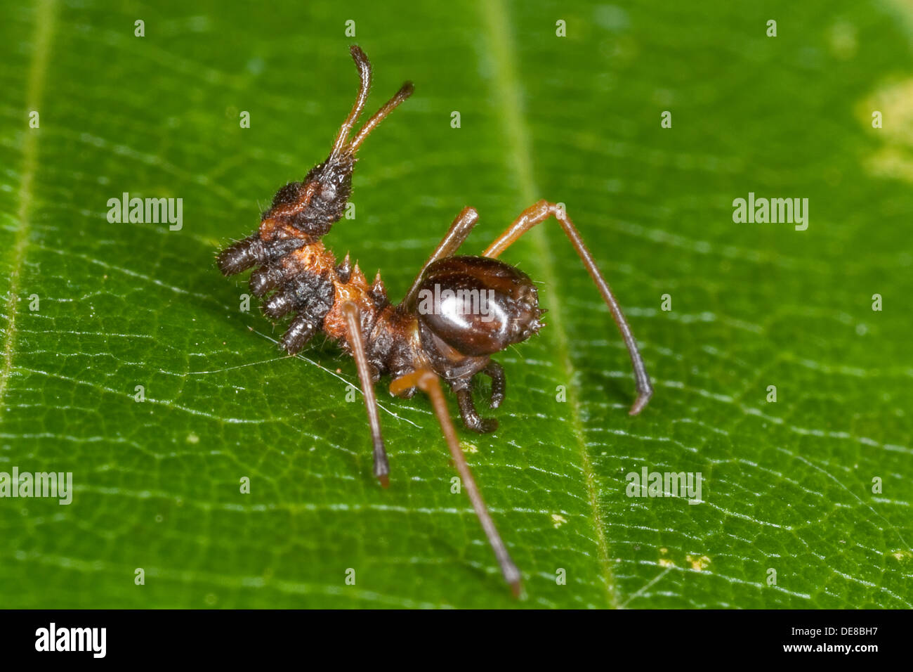 Hummer, Schmetterling, Raupe, Mimikry, Tarnung, Buchen-Zahnspinner ...