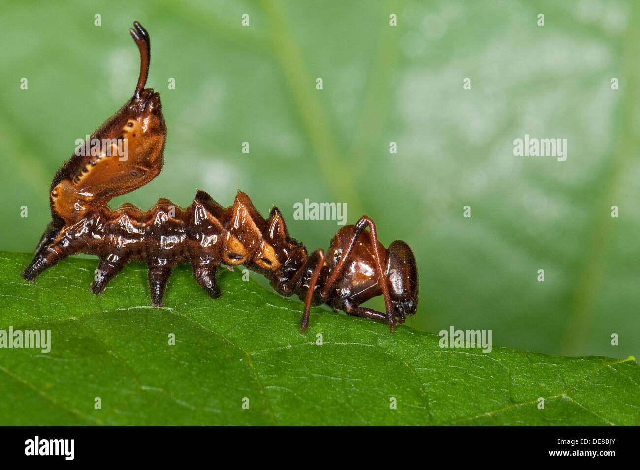 Hummer, Schmetterling, Raupe, Mimikry, Tarnung, Buchen-Zahnspinner ...
