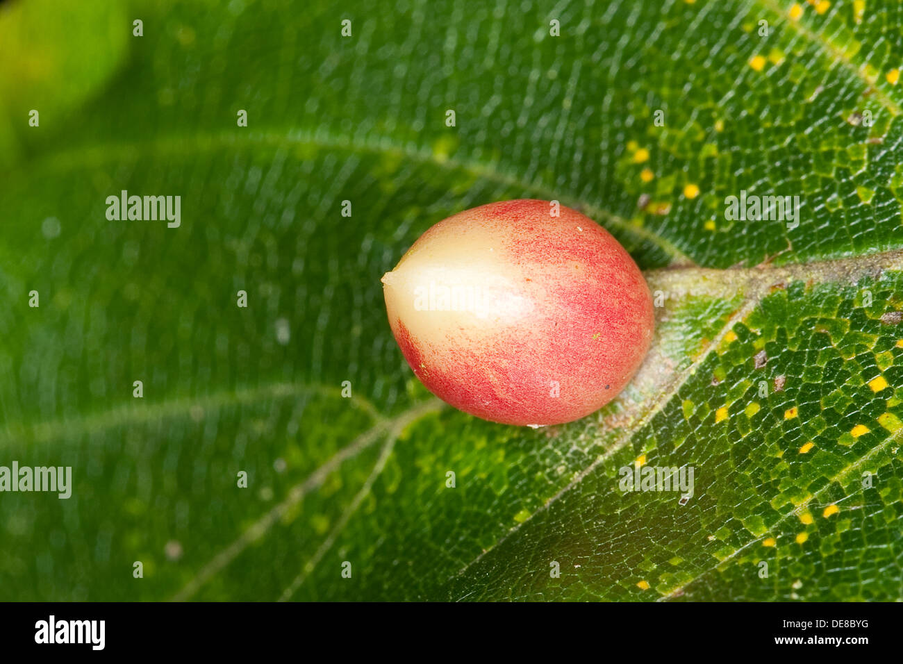 Buche Blatt Gallmücke, Buche Beutel-Gallmücke, Buchenblattgallmücke ...