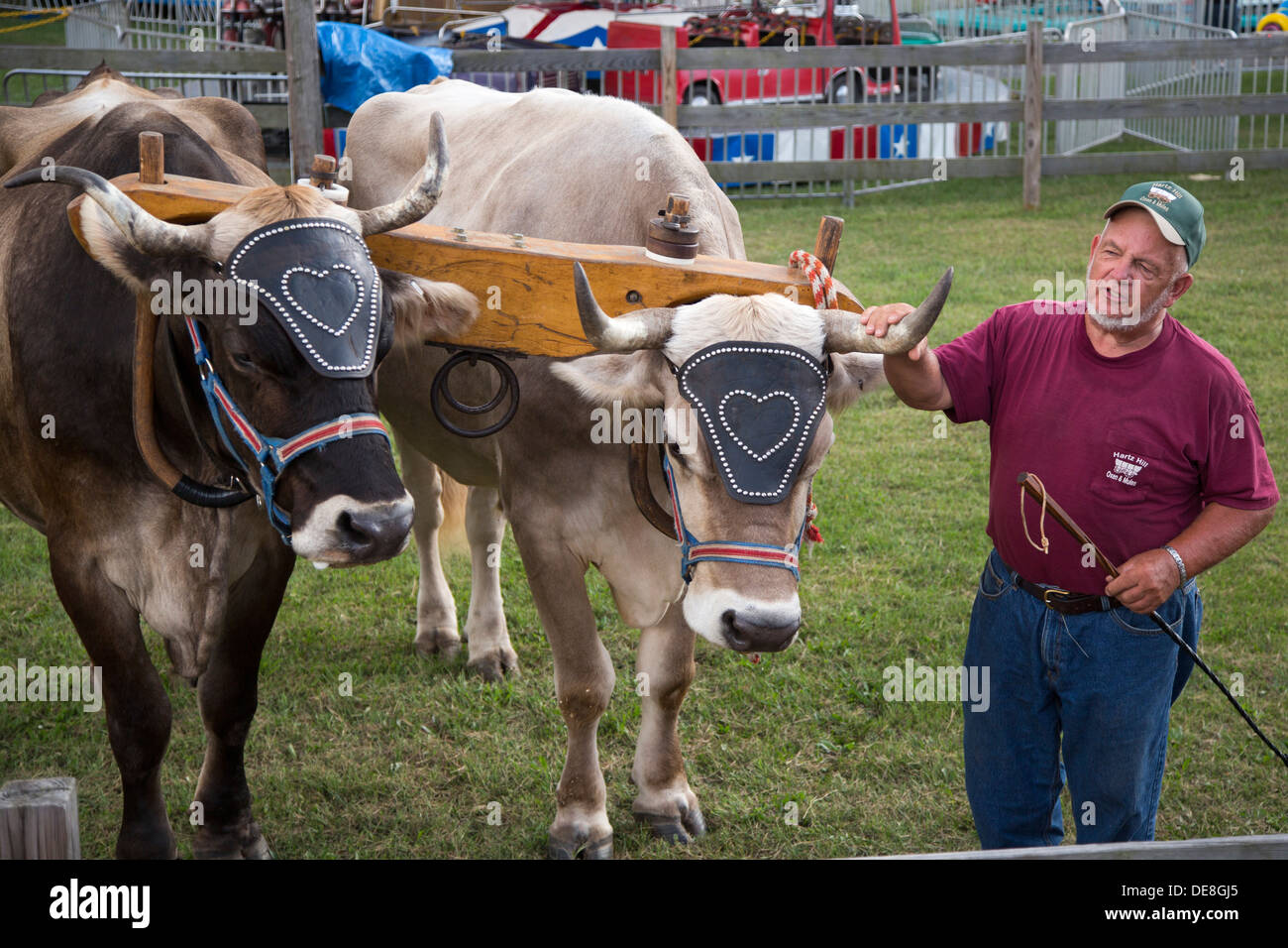 Gespanntes paar ochsen -Fotos und -Bildmaterial in hoher Auflösung – Alamy
