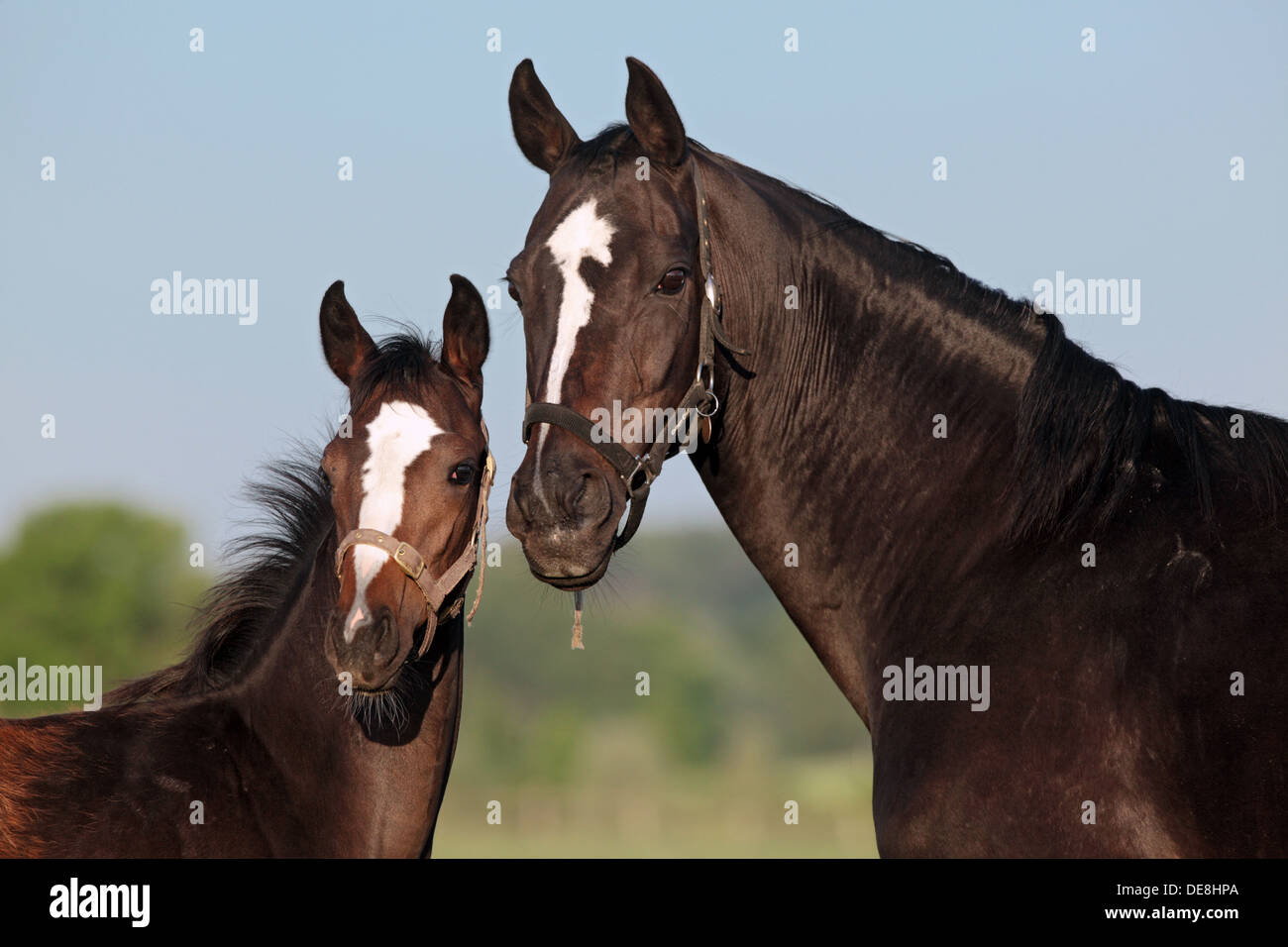 Stute portrait -Fotos und -Bildmaterial in hoher Auflösung – Alamy