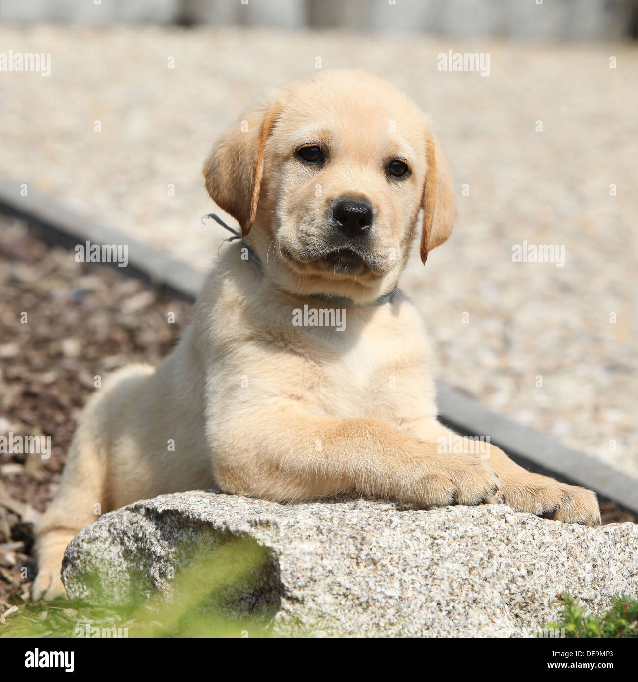 Adorable Labrador Retriever Welpe liegend auf einem Stein im Garten ...