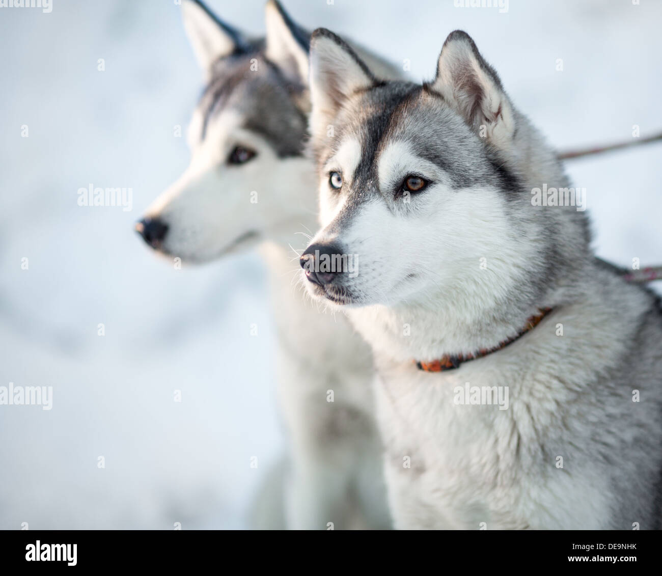 Zwei Siberian Husky Hunde Closeup portrait Stockfotografie - Alamy