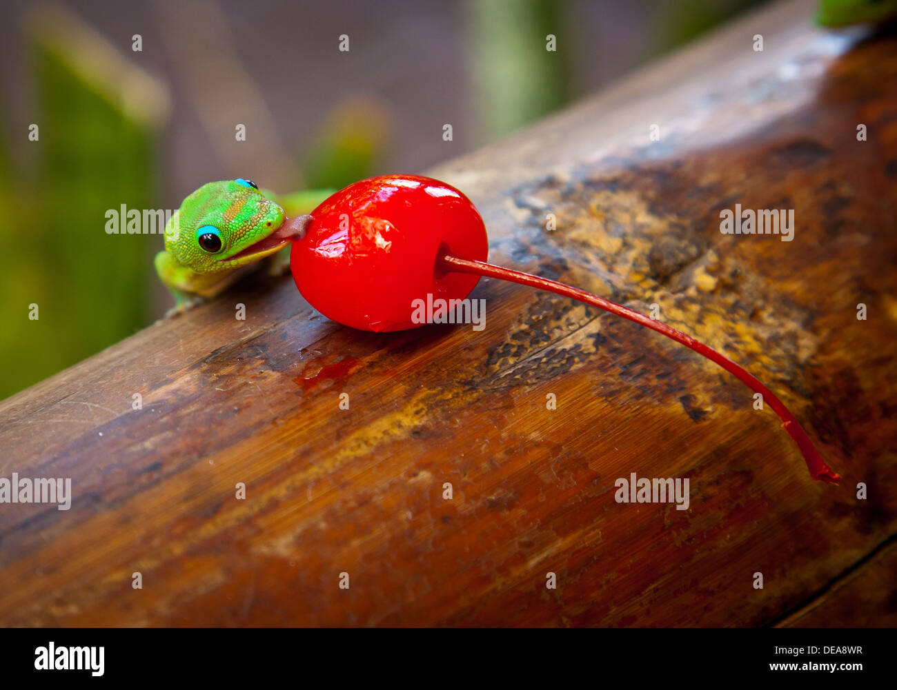 Goldstaub Tag Gecko Phelsuma Laticauda Stockfotos und -bilder Kaufen ...