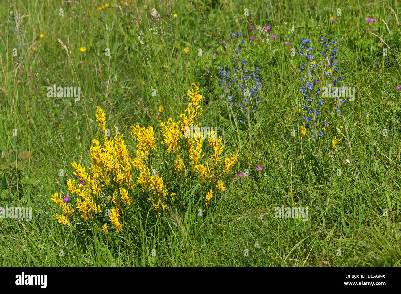 Scotch besen sarothamnus scoparius -Fotos und -Bildmaterial in hoher ...