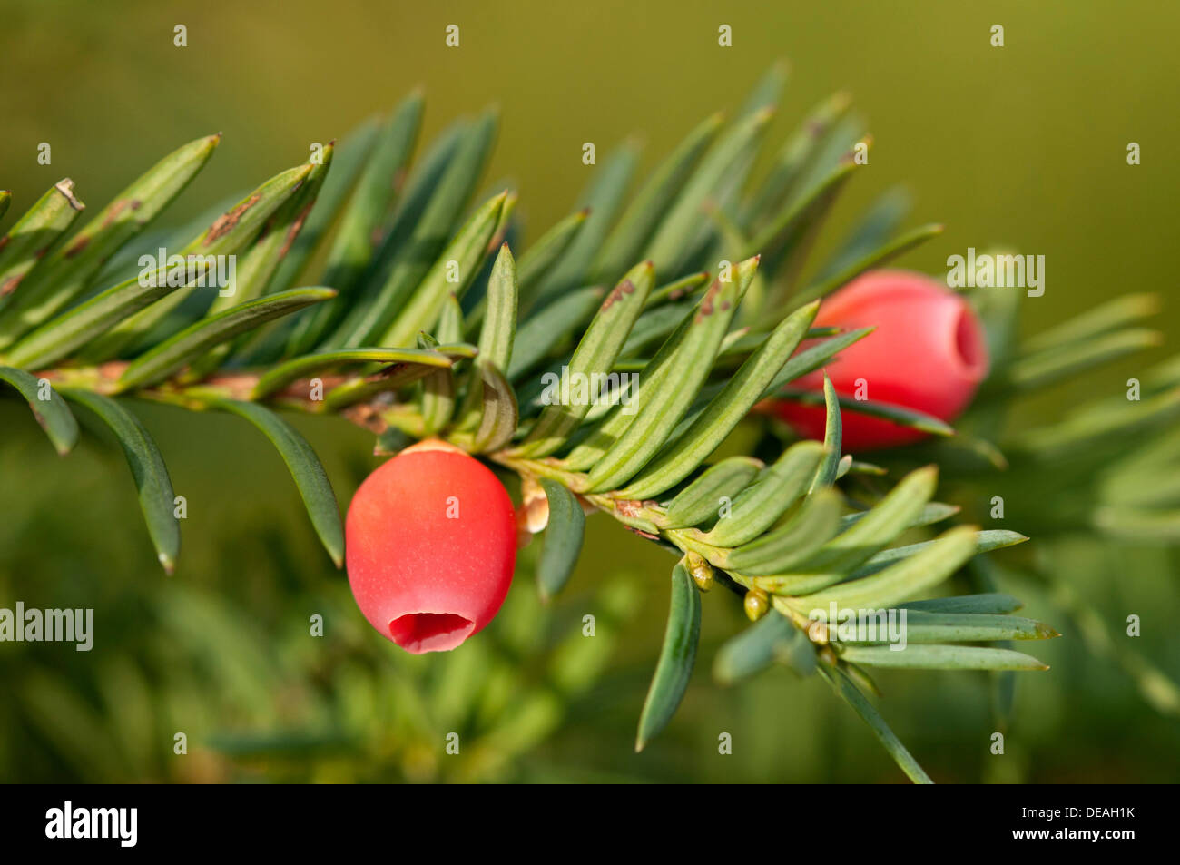 Eiben Früchte Stockfotos & Eiben Früchte Bilder - Alamy