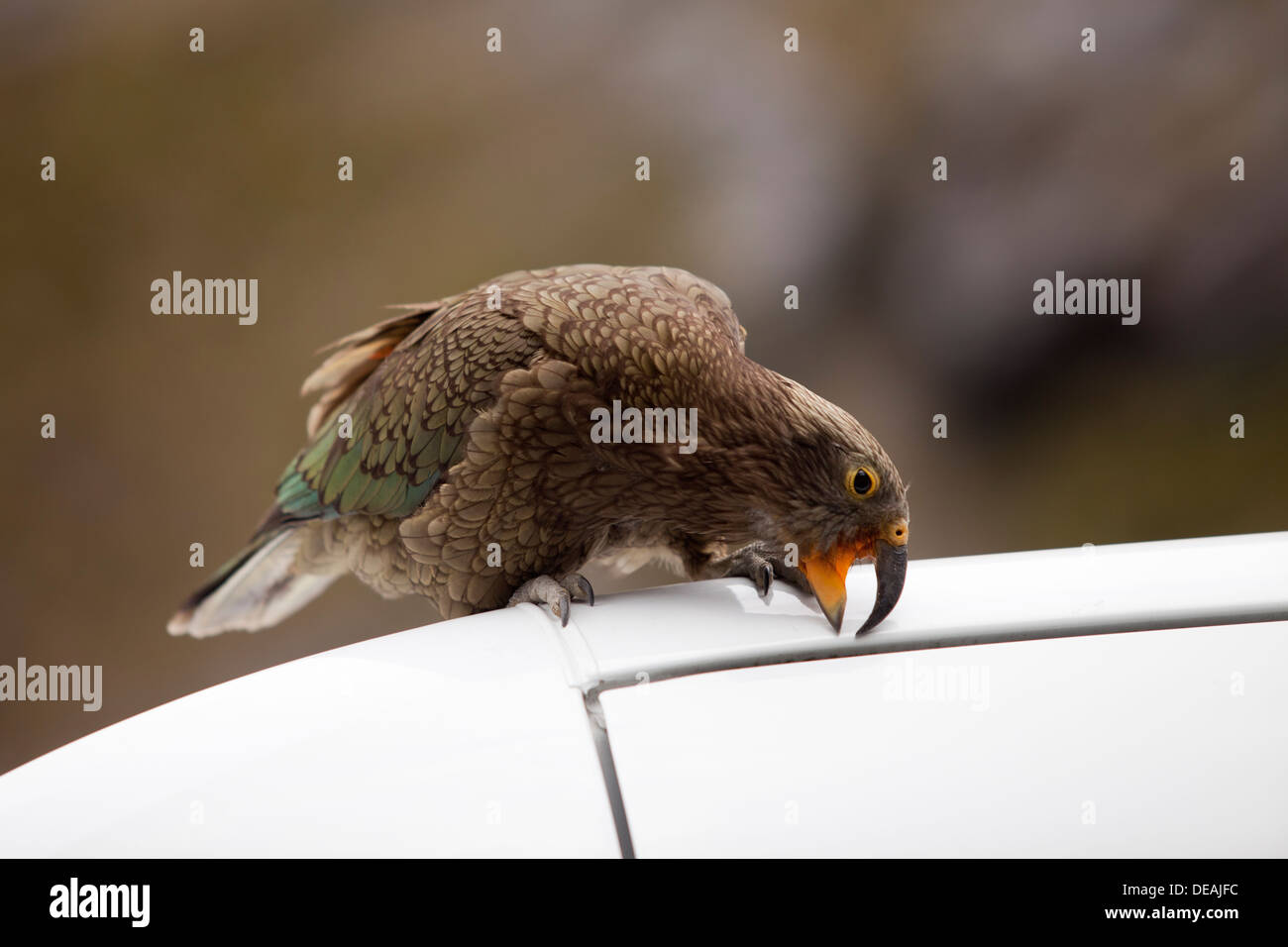 Kea Bird Stockfotos & Kea Bird Bilder - Alamy