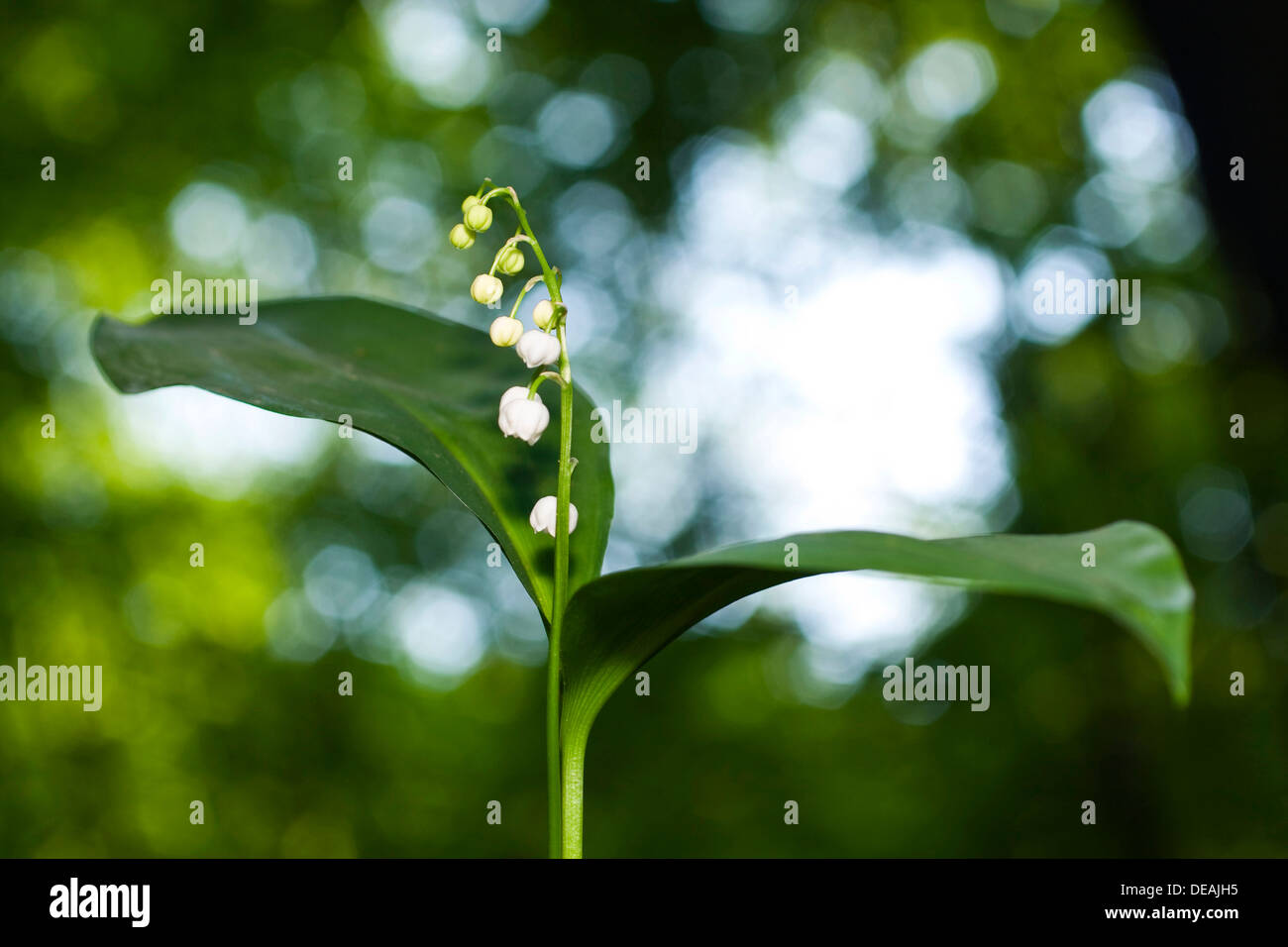 Unsere Damenglocken Stockfotos und -bilder Kaufen - Alamy