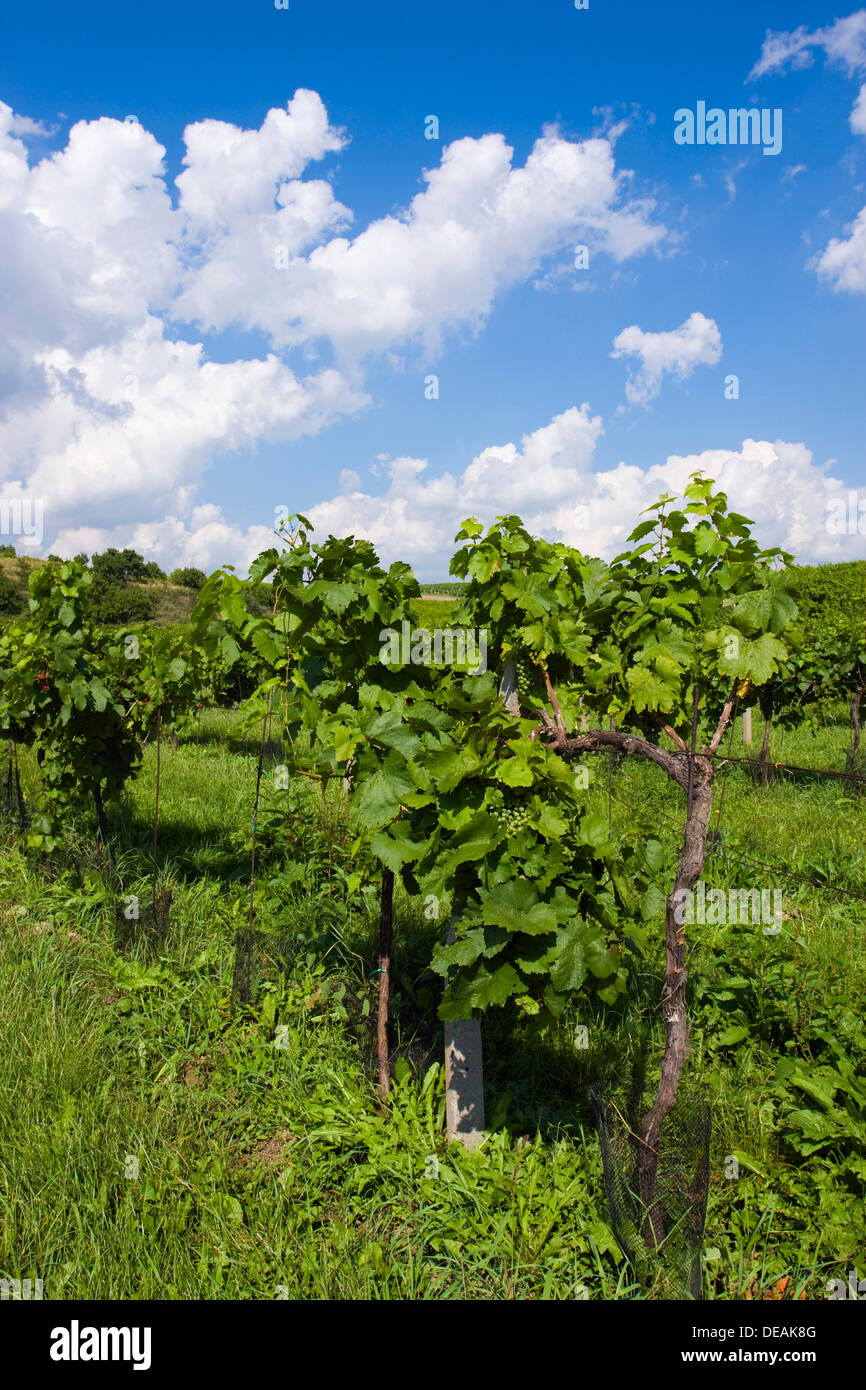 Hodonin district -Fotos und -Bildmaterial in hoher Auflösung – Alamy