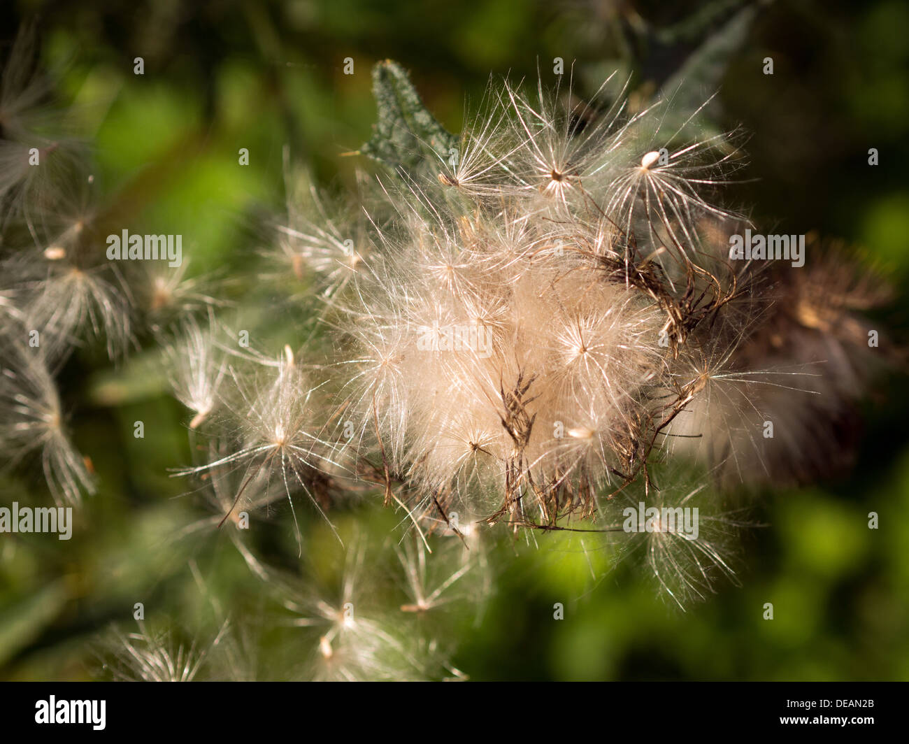 Schottland flora distel -Fotos und -Bildmaterial in hoher Auflösung – Alamy